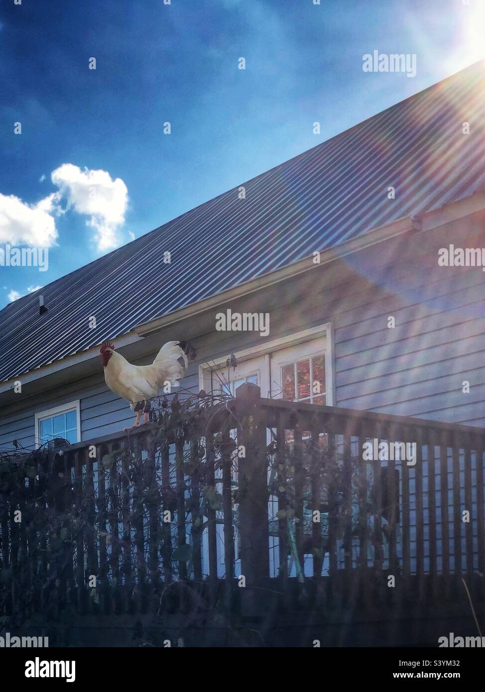 White rooster crowing from atop deck railing of a blue house Stock ...