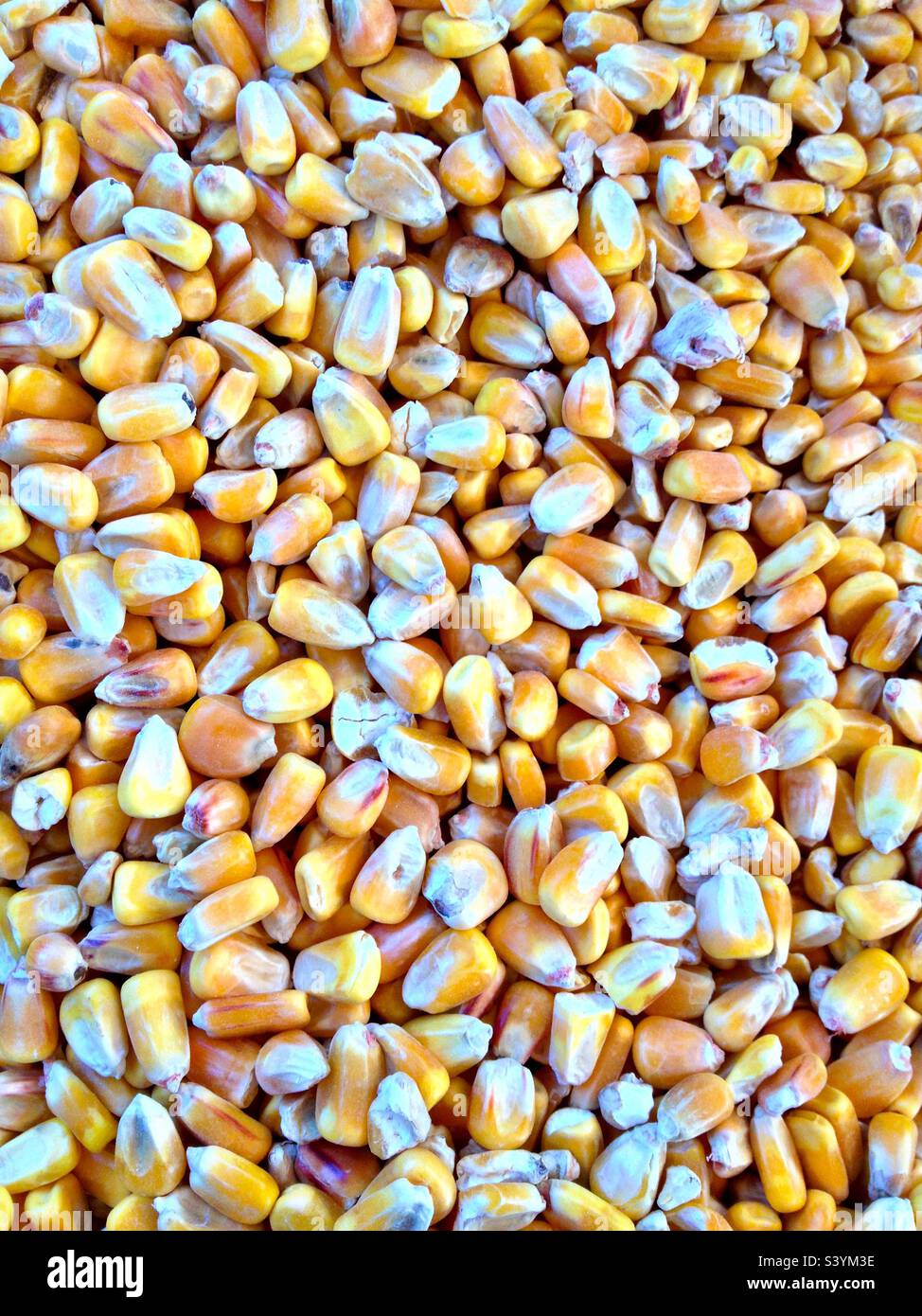 Corn maze connecticut hi-res stock photography and images - Alamy