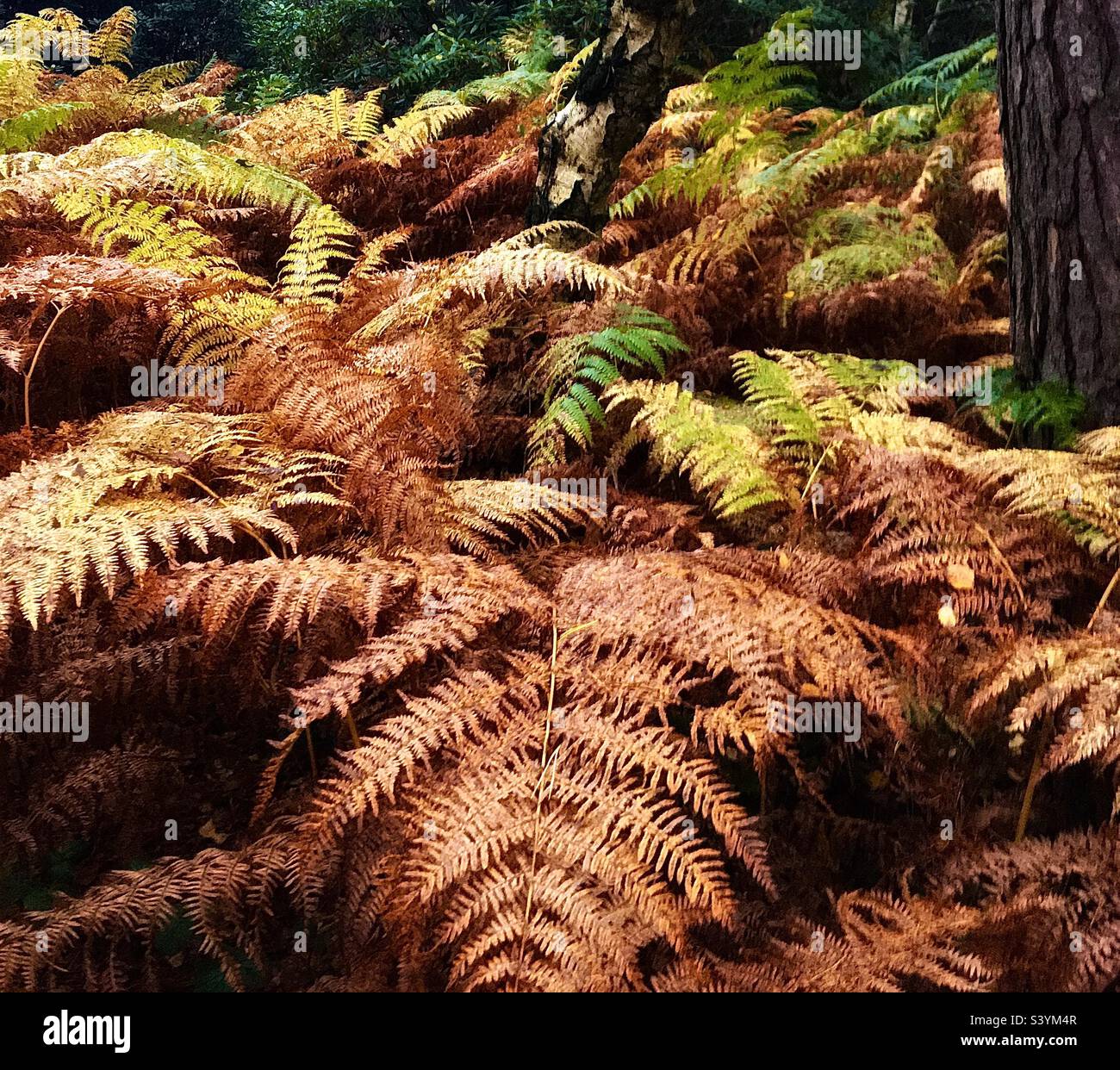 Bracken changing colour hi-res stock photography and images - Alamy