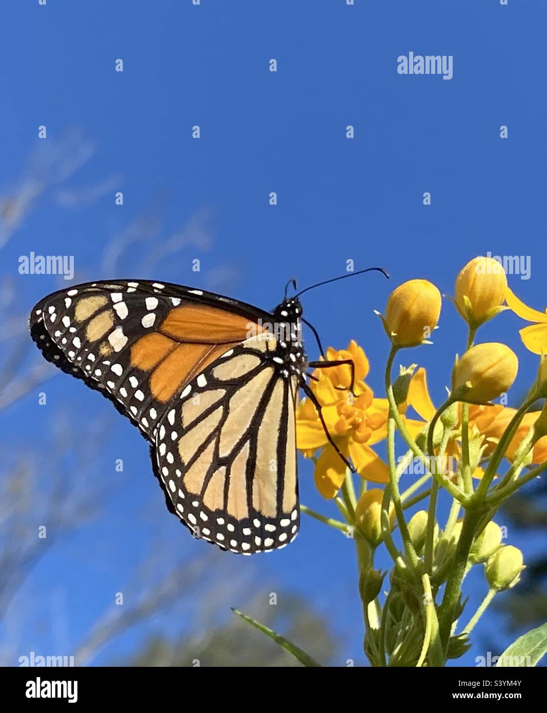 Monarch weed hi-res stock photography and images - Alamy