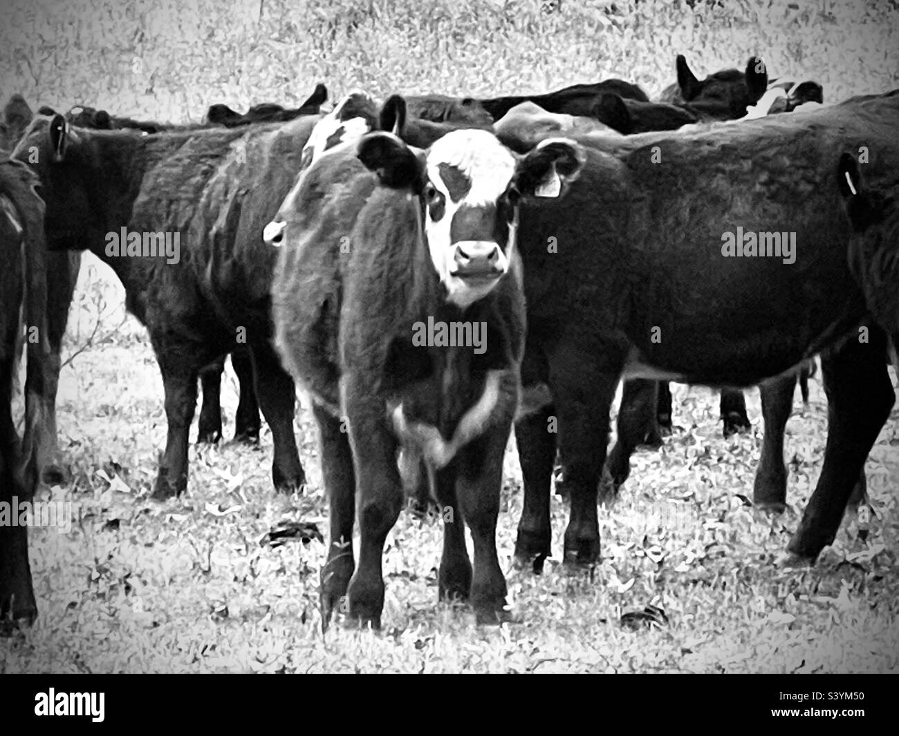 Beef chilly Black and White Stock Photos & Images - Alamy Beef chilly Black and White Stock Photos & Images - Alamy