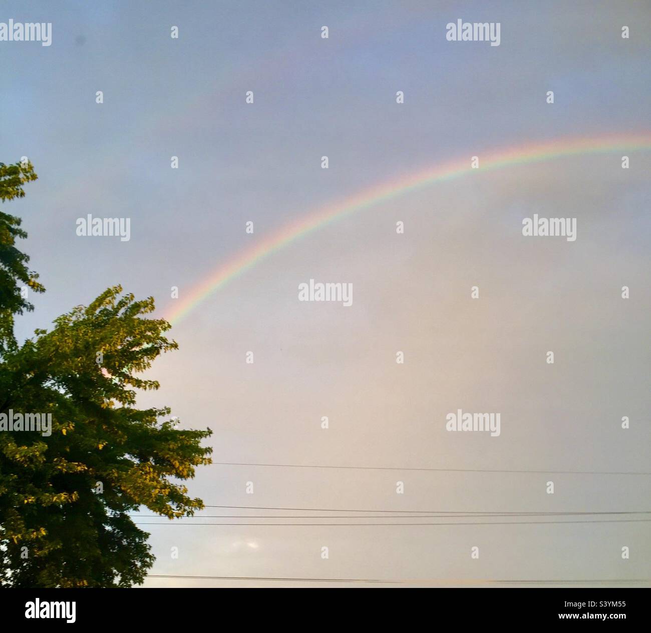 Rainbow tree hi-res stock photography and images - Alamy