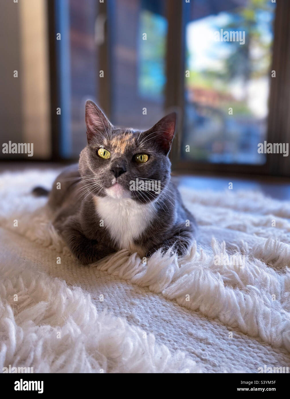Calico cat lying on a rug calico cat Stock Photo - Alamy