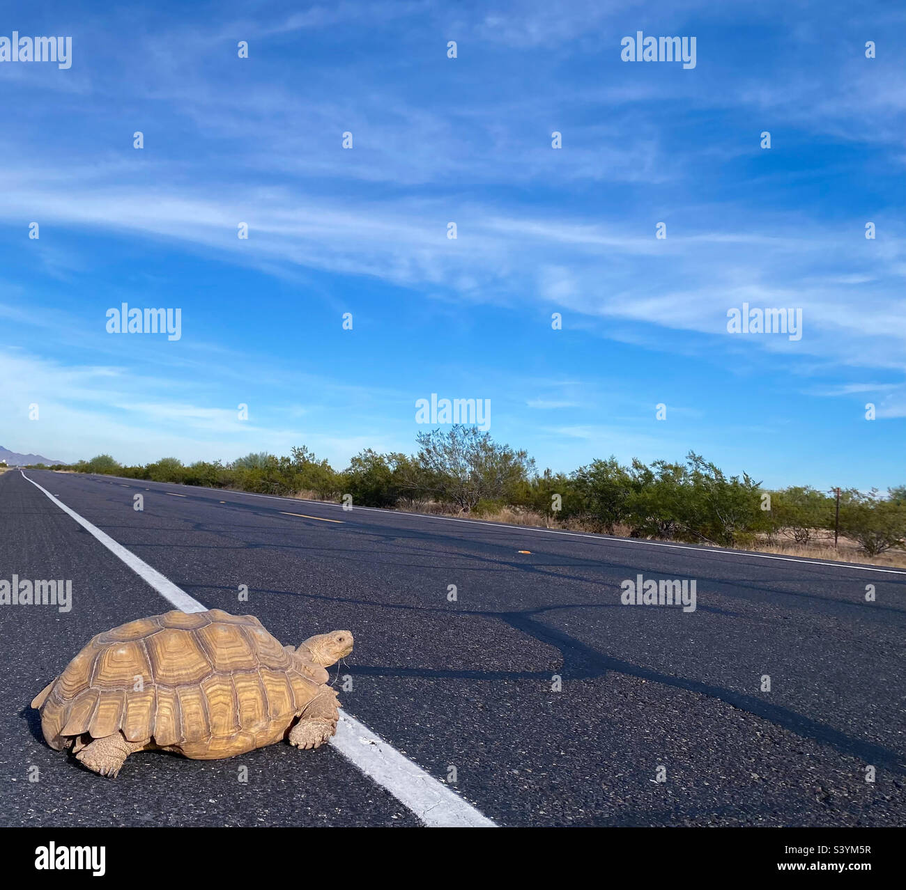 Tortoise crossing hi-res stock photography and images - Alamy