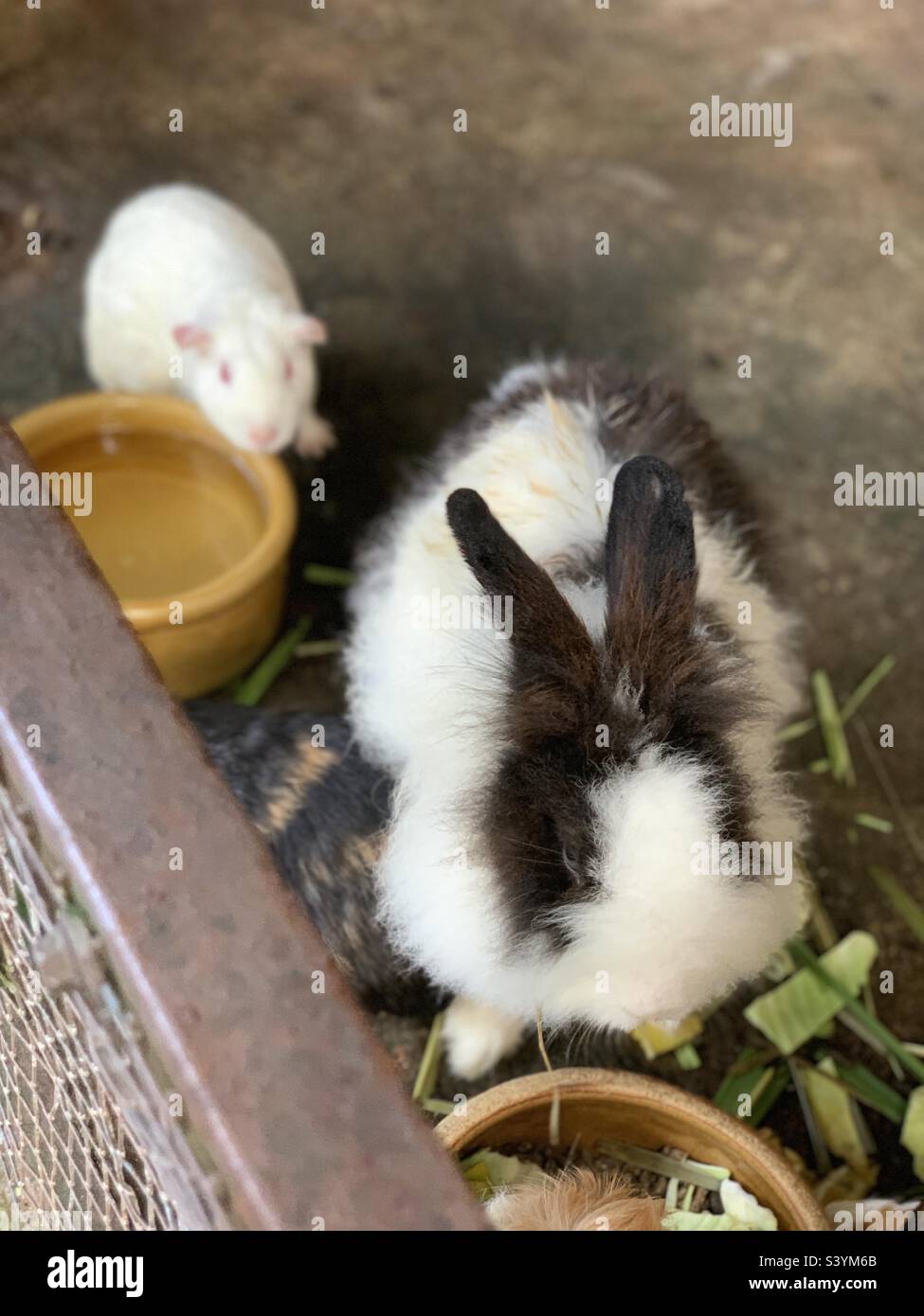 Rabbit as food hi-res stock photography and images - Alamy