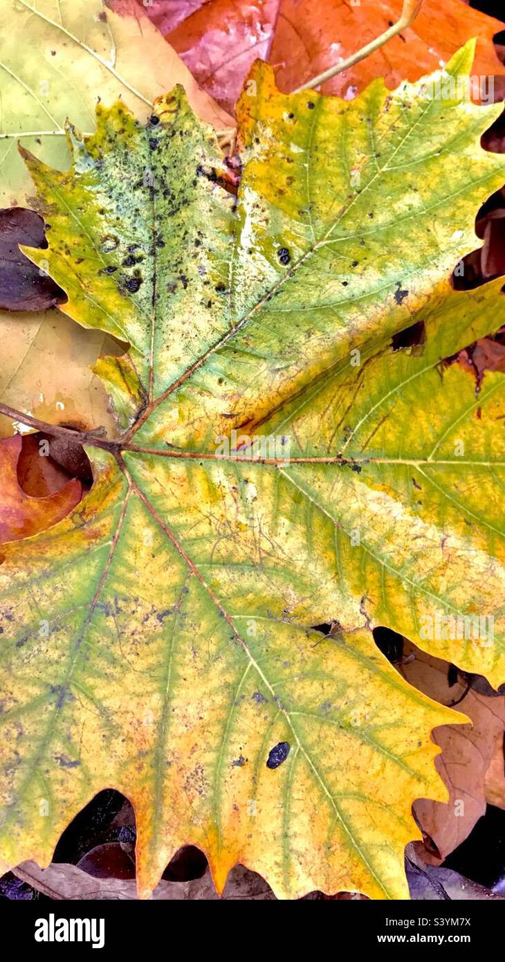 Dropped leaves hi-res stock photography and images - Alamy