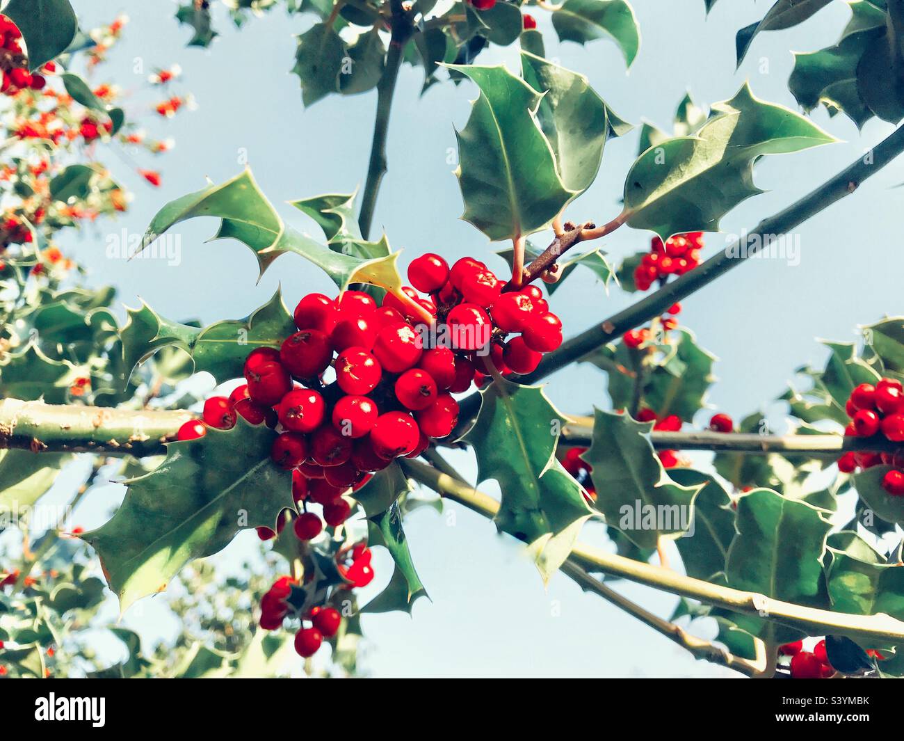 Holly holly berries hi-res stock photography and images - Alamy