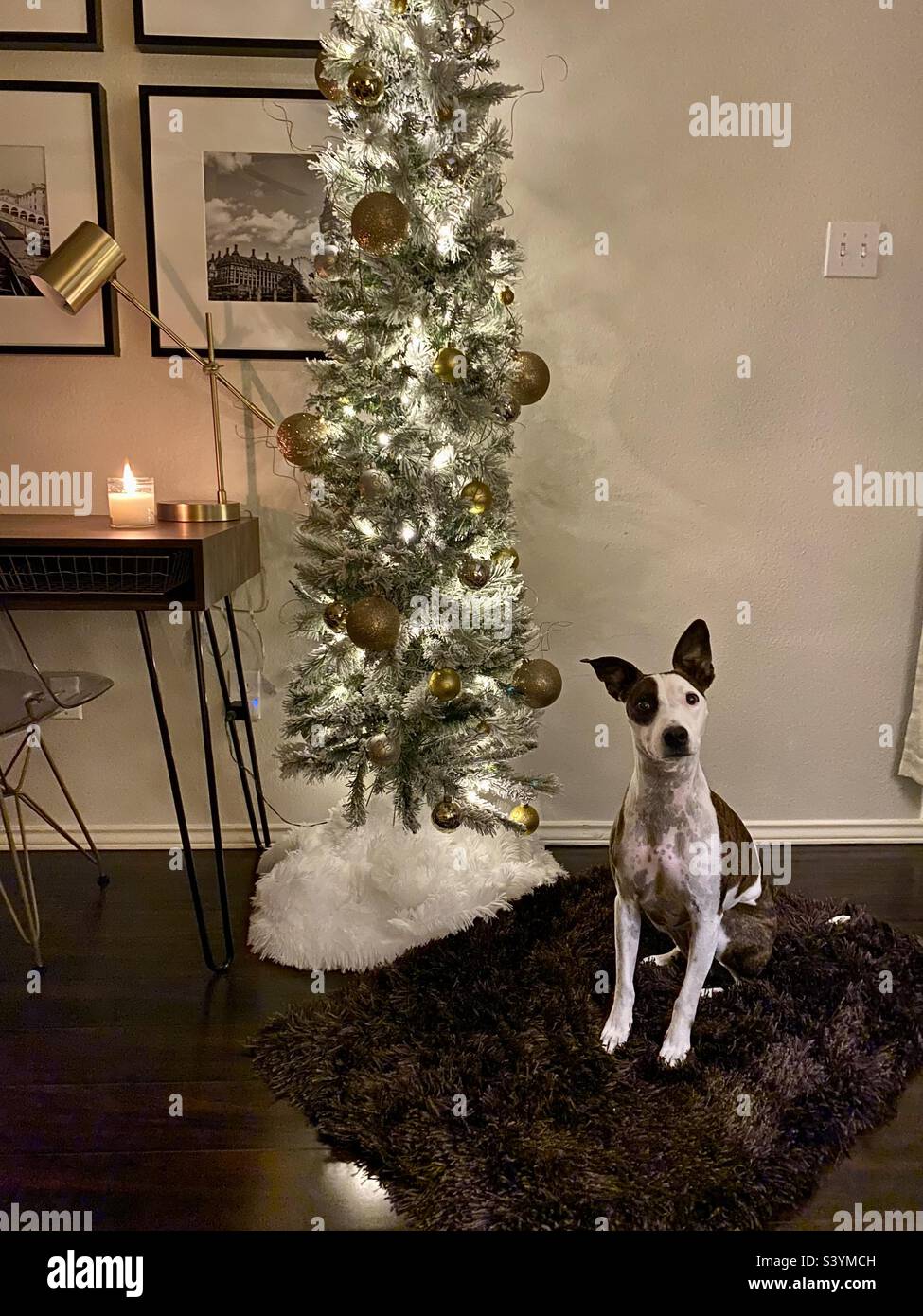Dog by tree hi-res stock photography and images - Alamy