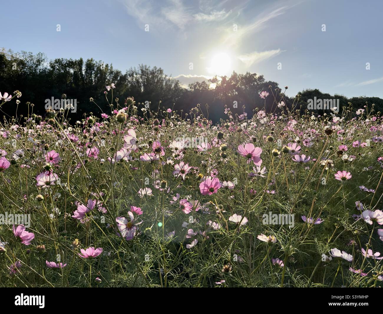 Flower under sunlight hi-res stock photography and images - Alamy