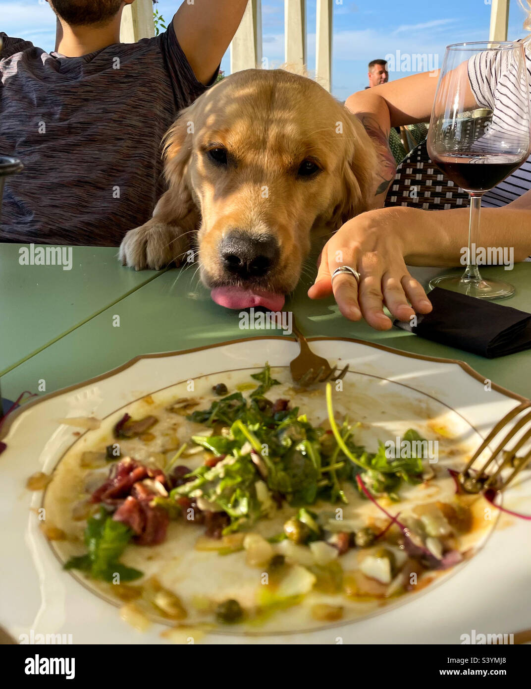 Hungry golden retriever hi-res stock photography and images - Alamy