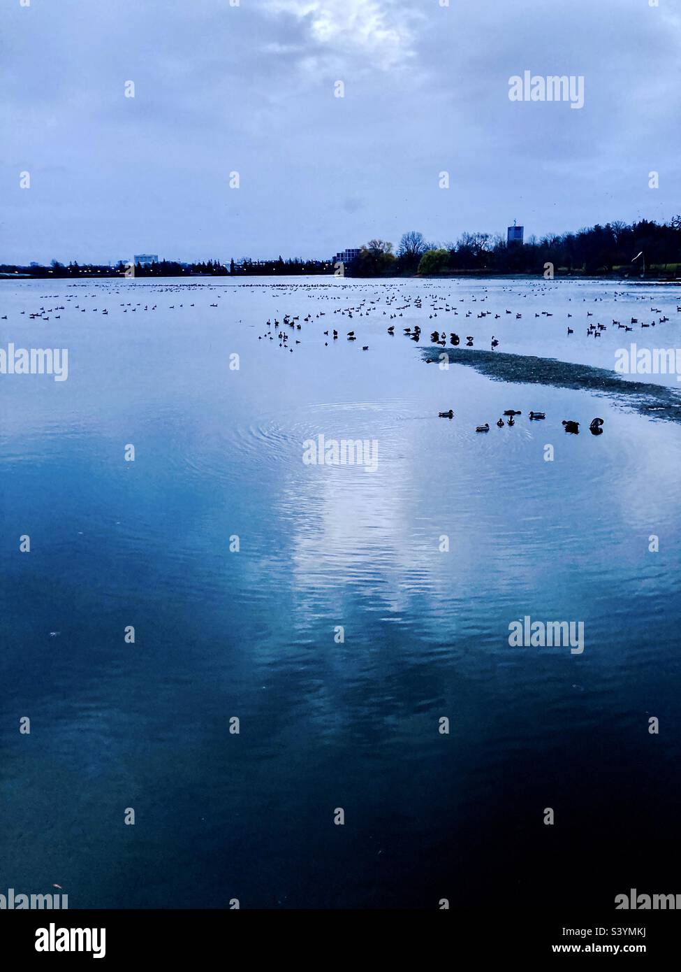 Ducks and geese gathering for the flight South Stock Photo - Alamy