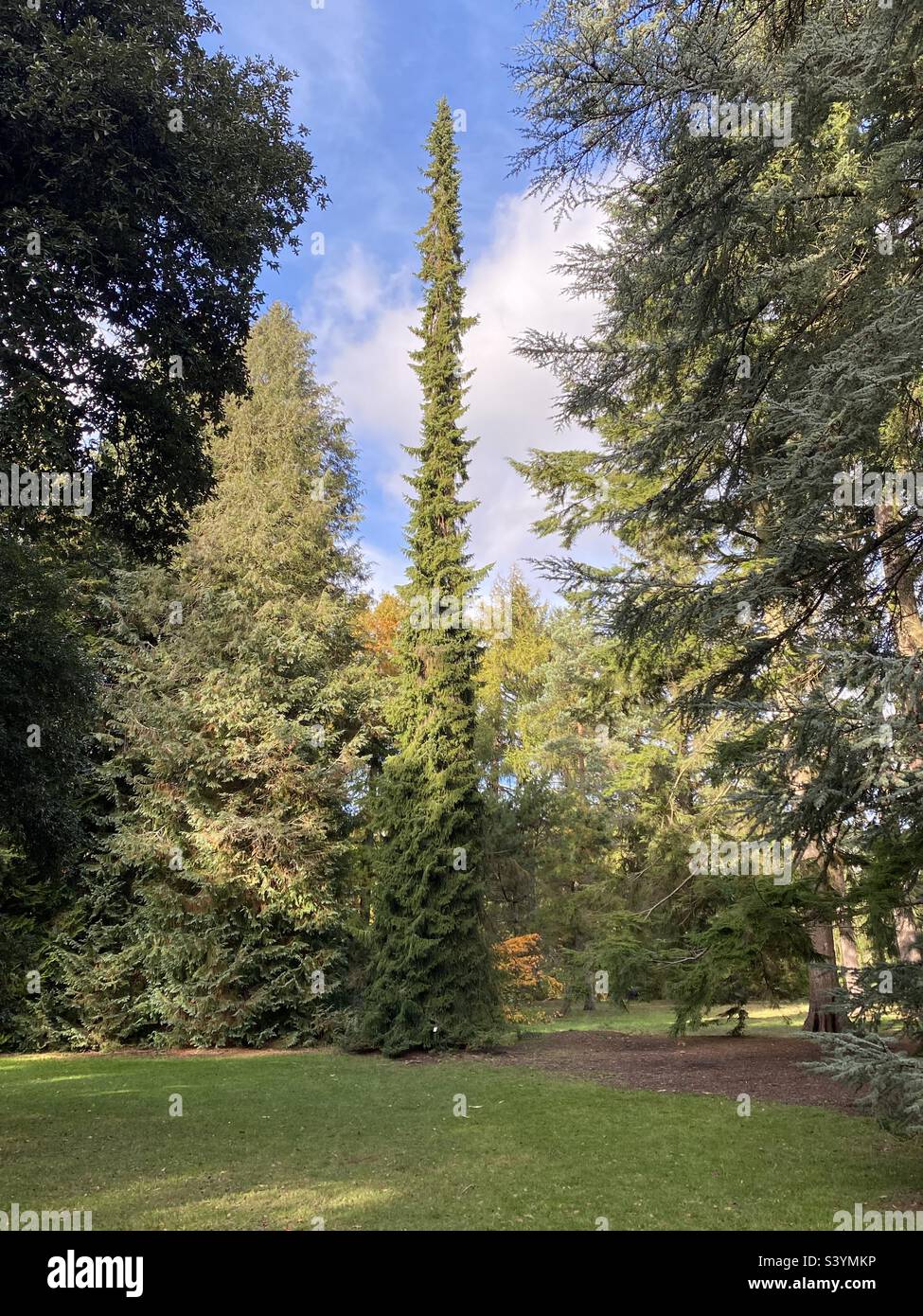 Unusual tree hi-res stock photography and images - Alamy