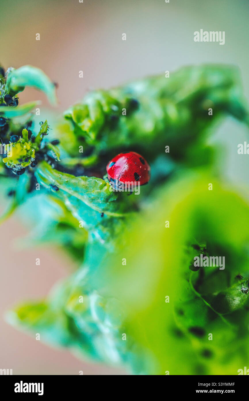 Animali animals hi-res stock photography and images - Alamy