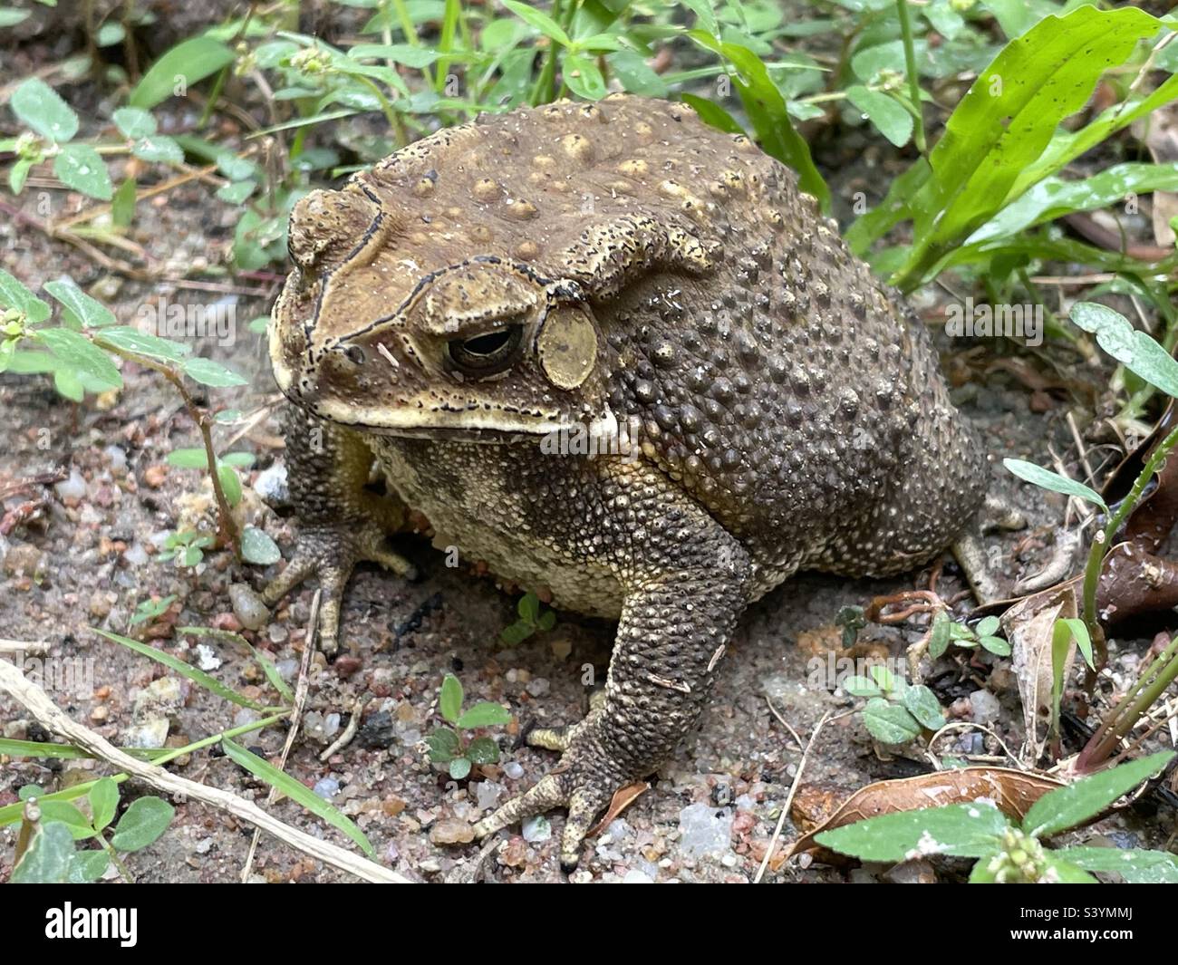 Thailand wildlife hi-res stock photography and images - Alamy