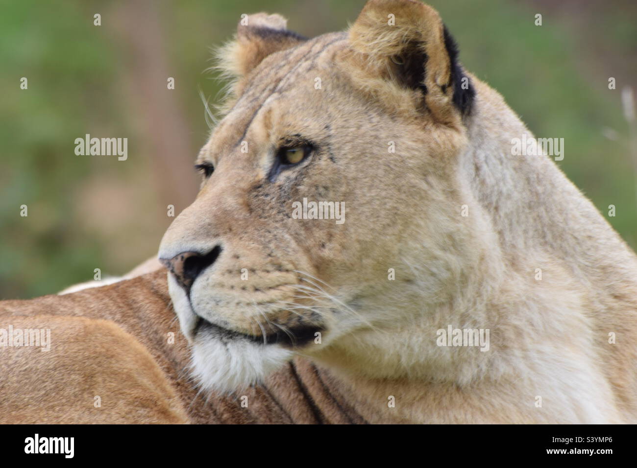 Lions lioness headshot hi-res stock photography and images - Alamy