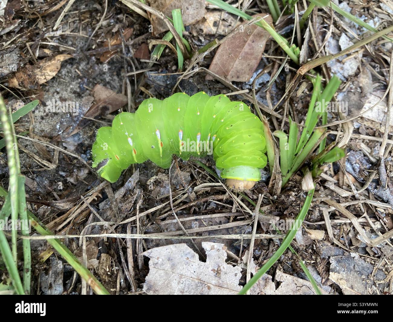 Luna moth caterpillar hi-res stock photography and images - Alamy