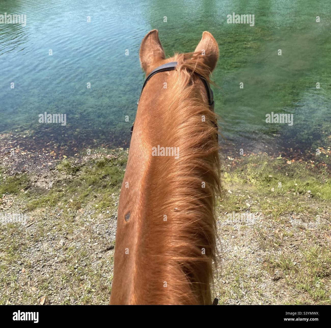 Horse riding in the water hi-res stock photography and images - Alamy