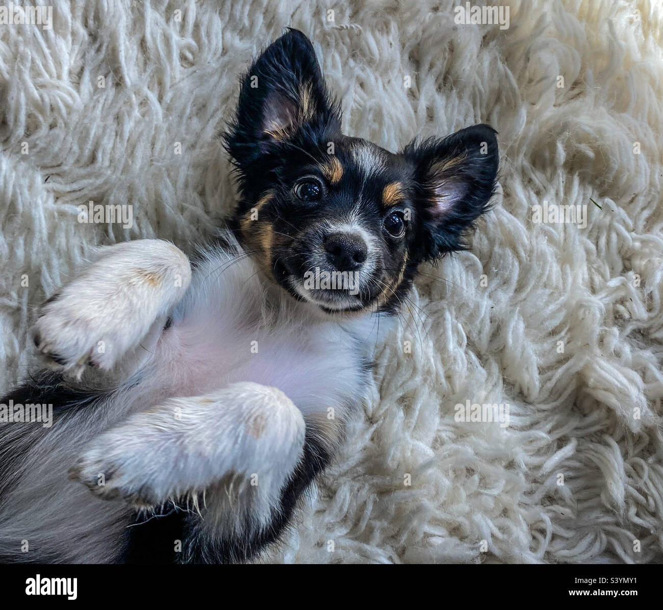 Cute puppy dog lying on her back Stock Photo - Alamy