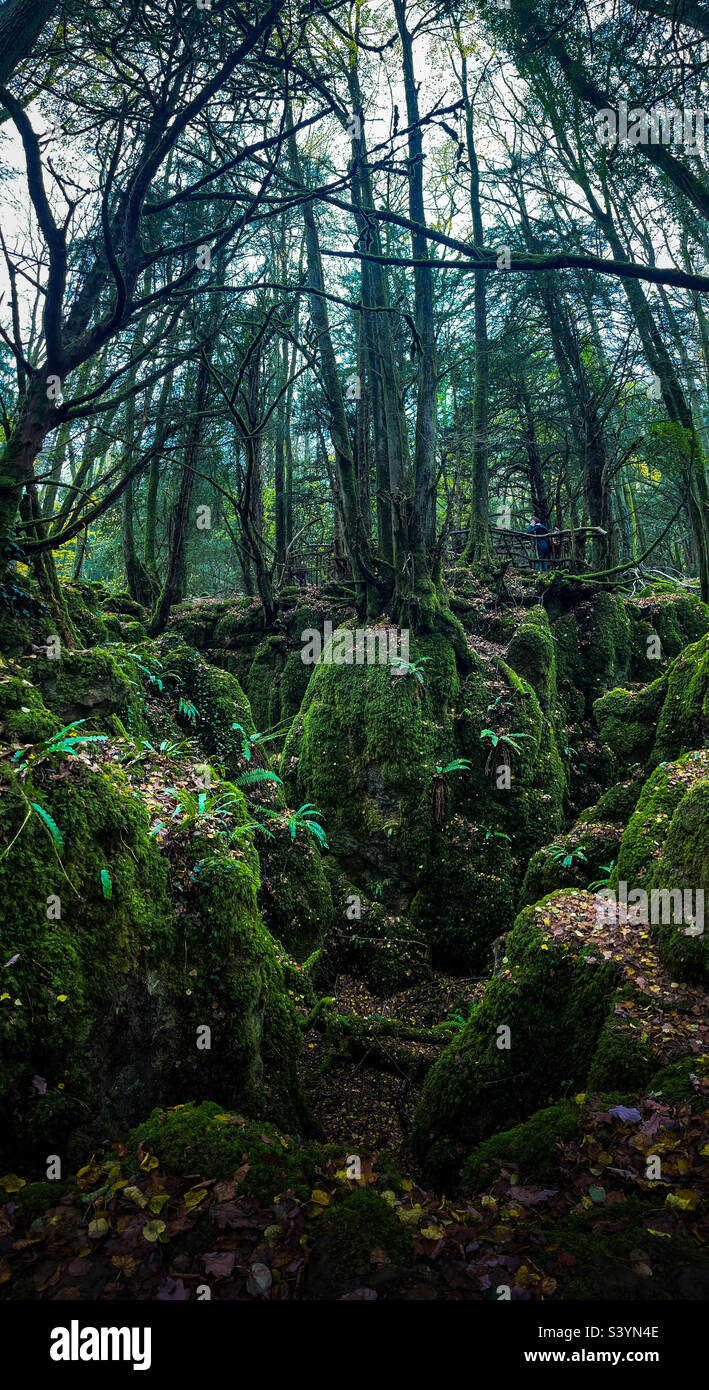 Enchanted wood hi-res stock photography and images - Alamy
