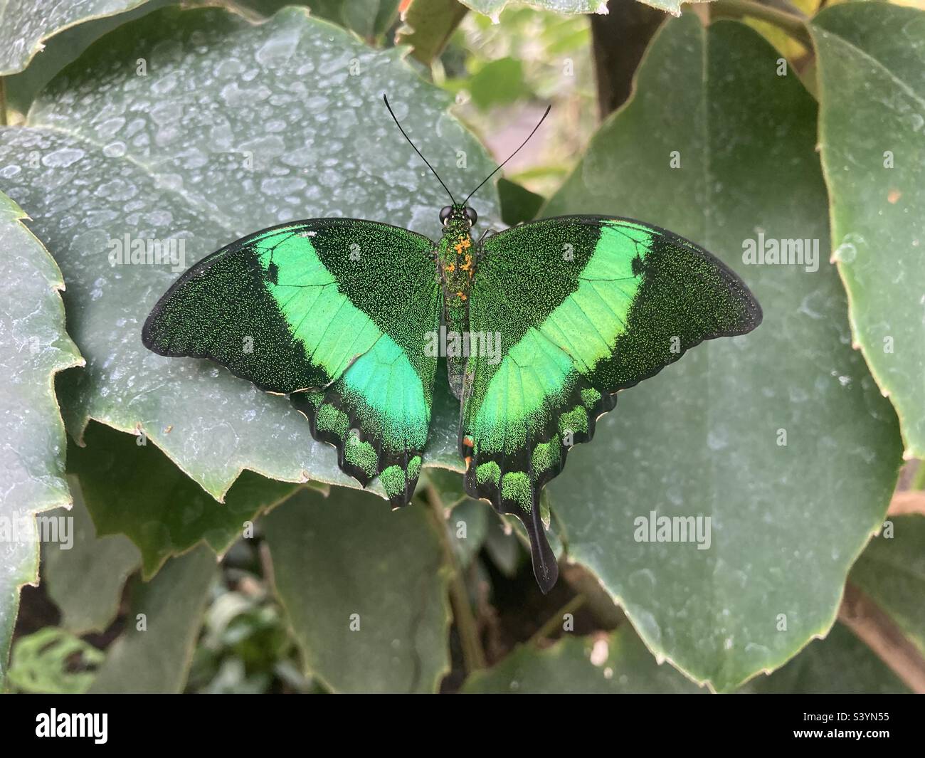 Emerald swallowtail hi-res stock photography and images - Alamy