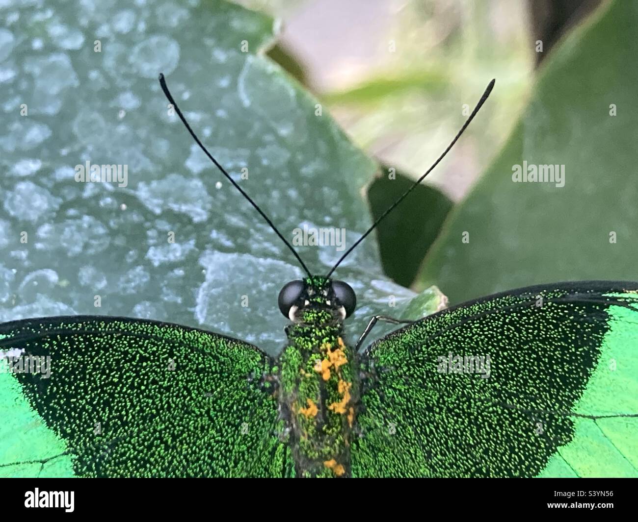 Emerald swallowtail hi-res stock photography and images - Alamy