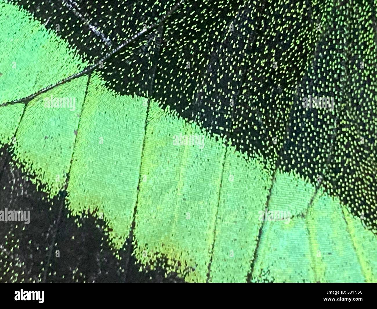 Scales wing hi-res stock photography and images - Alamy