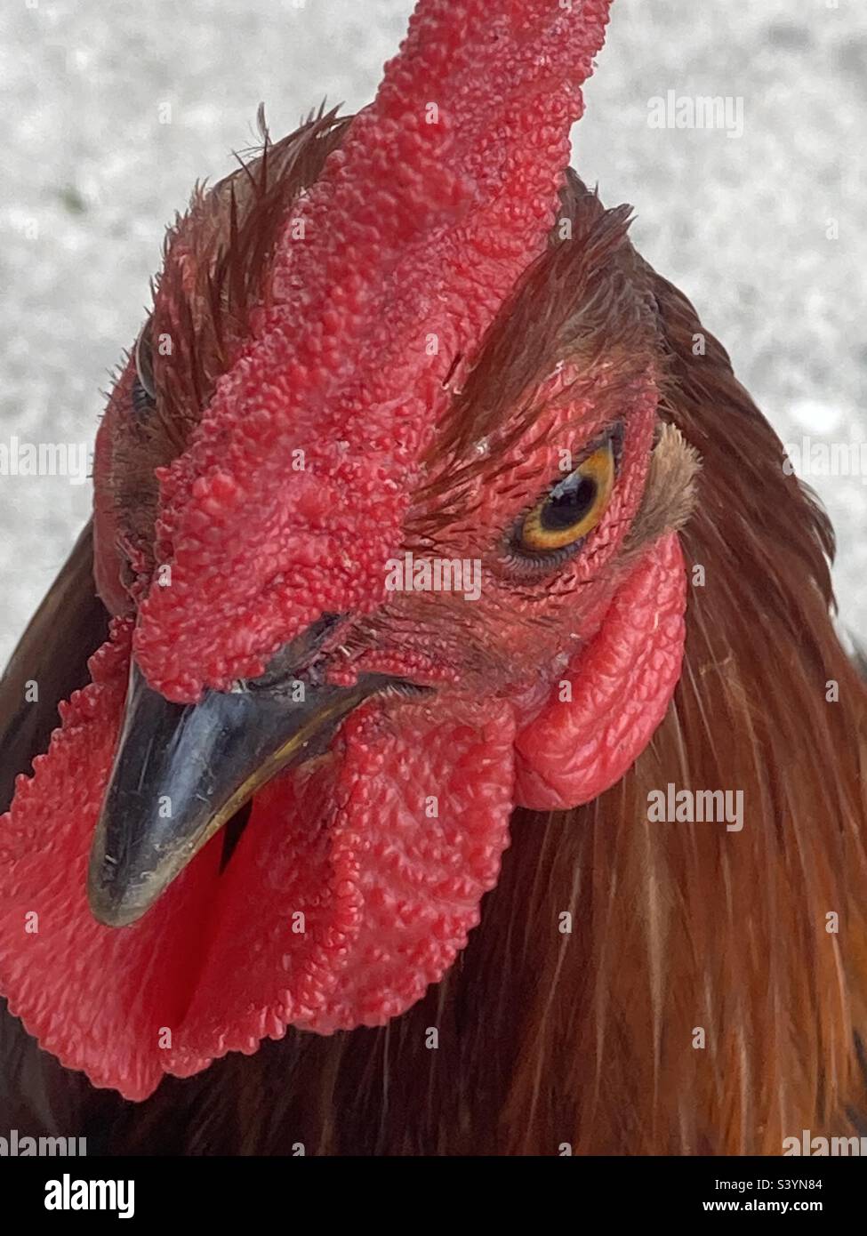 Rooster face hi-res stock photography and images - Alamy