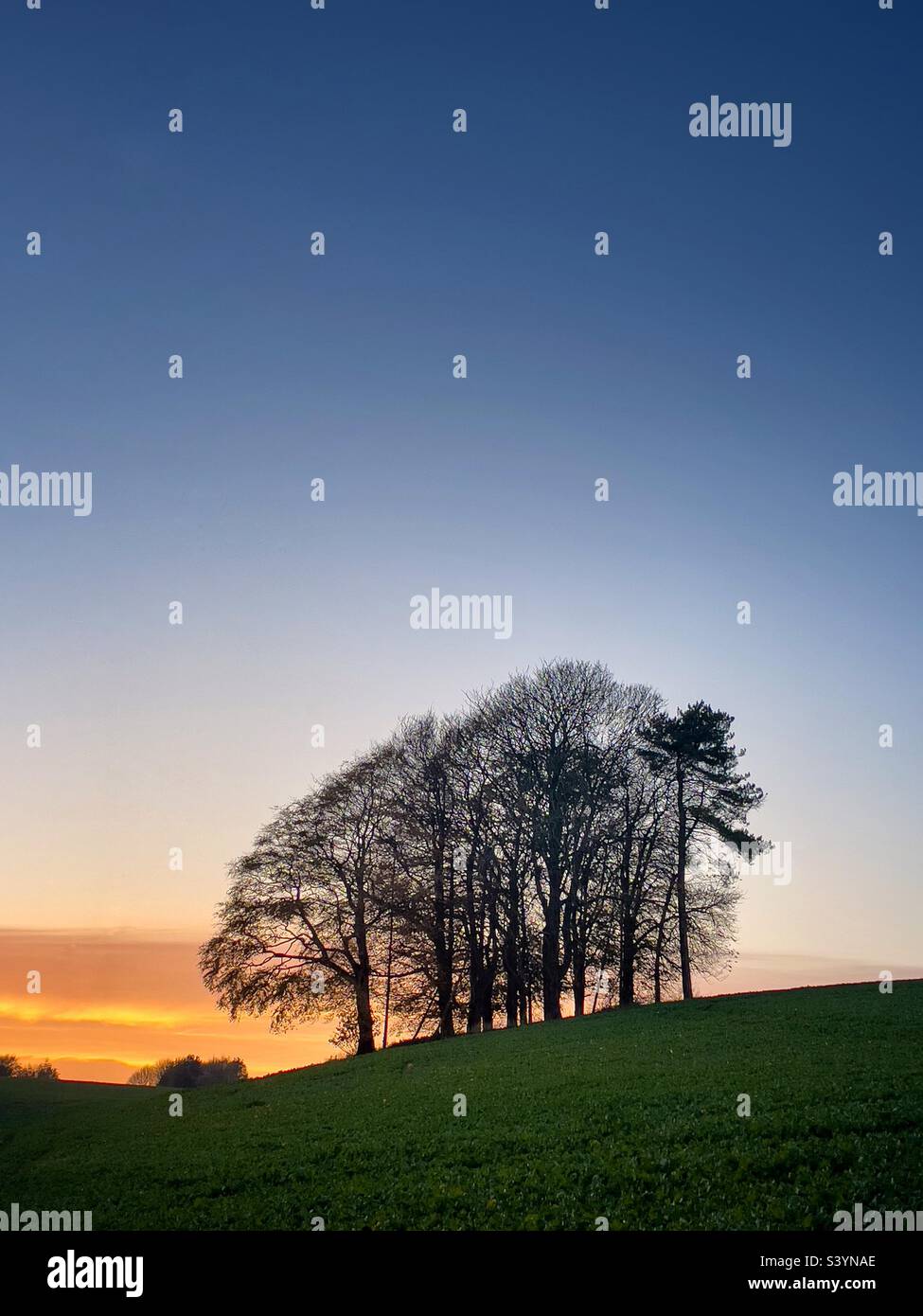 Sunset in countryside trees hi-res stock photography and images - Alamy