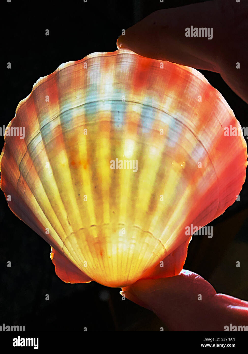 Backlit shell hi-res stock photography and images - Alamy