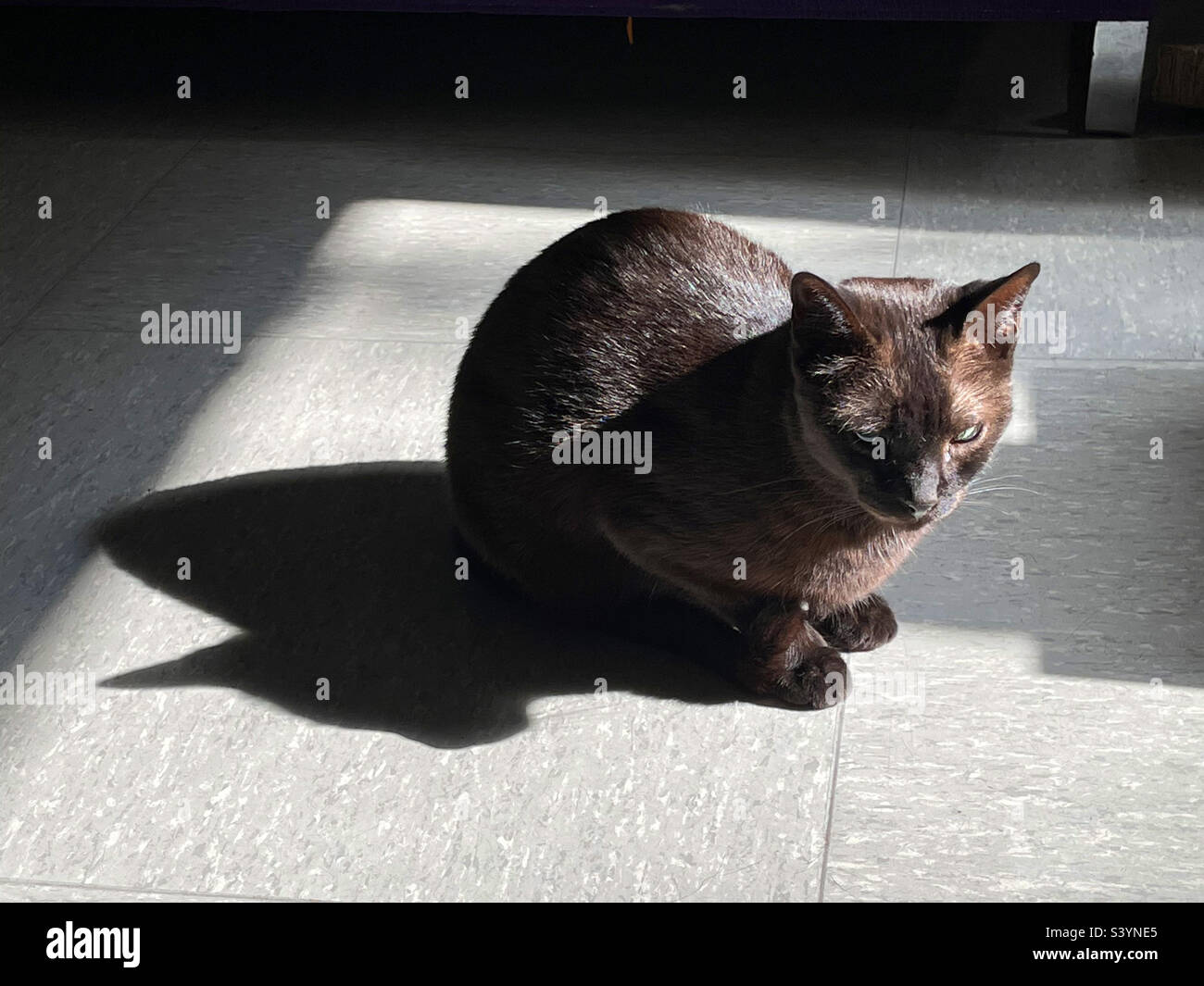 Cat shadow domestic hi-res stock photography and images - Alamy