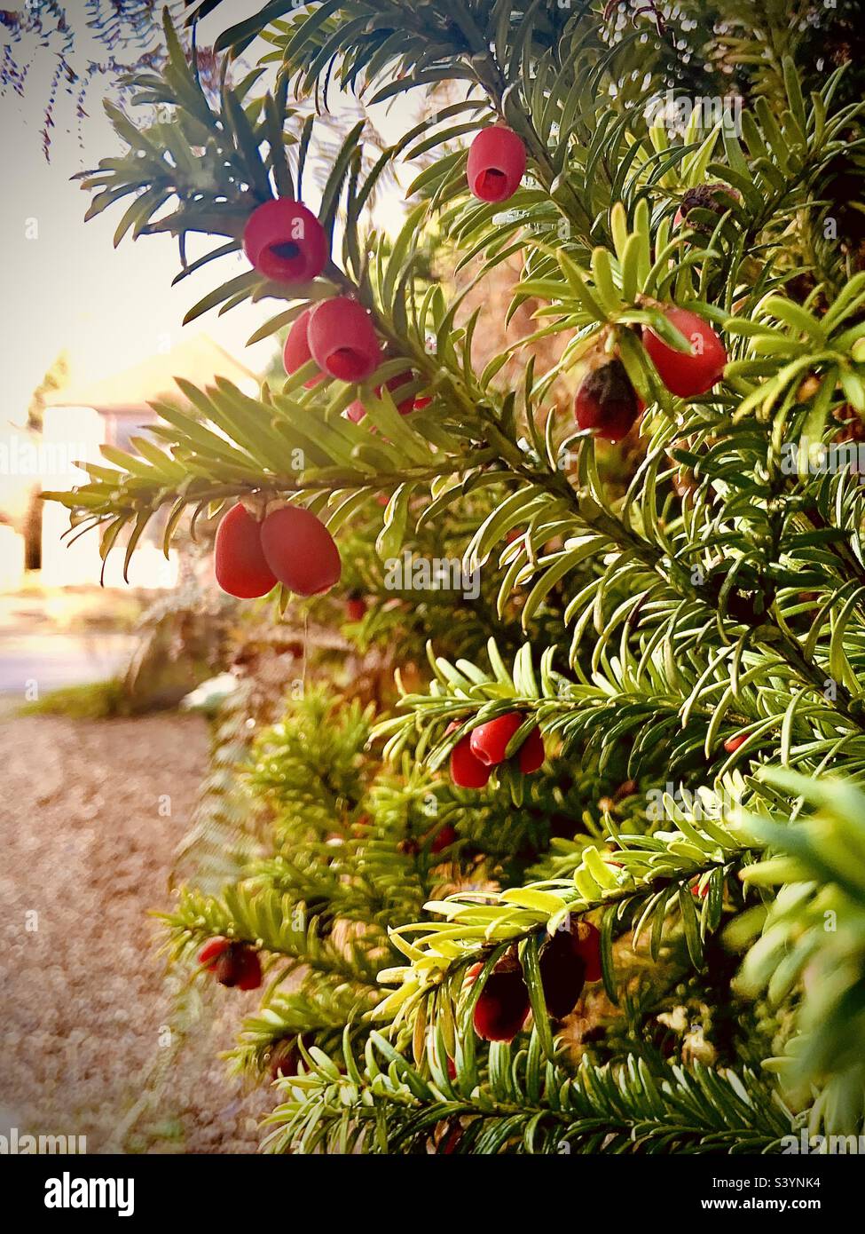 English yew hi-res stock photography and images - Alamy