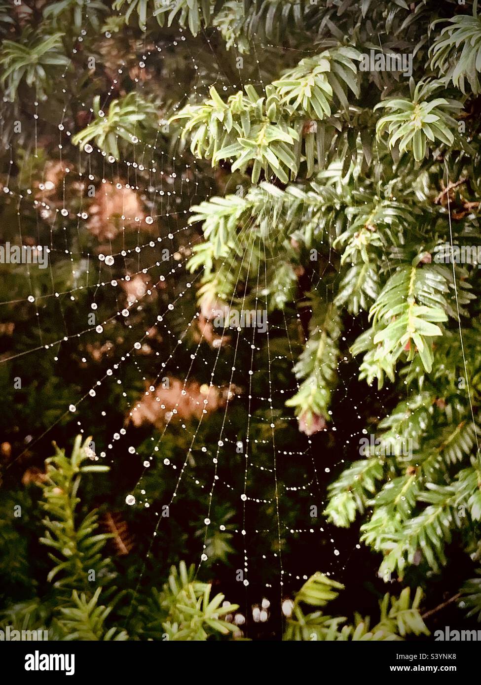 Spiders web with raindrops hi-res stock photography and images - Alamy