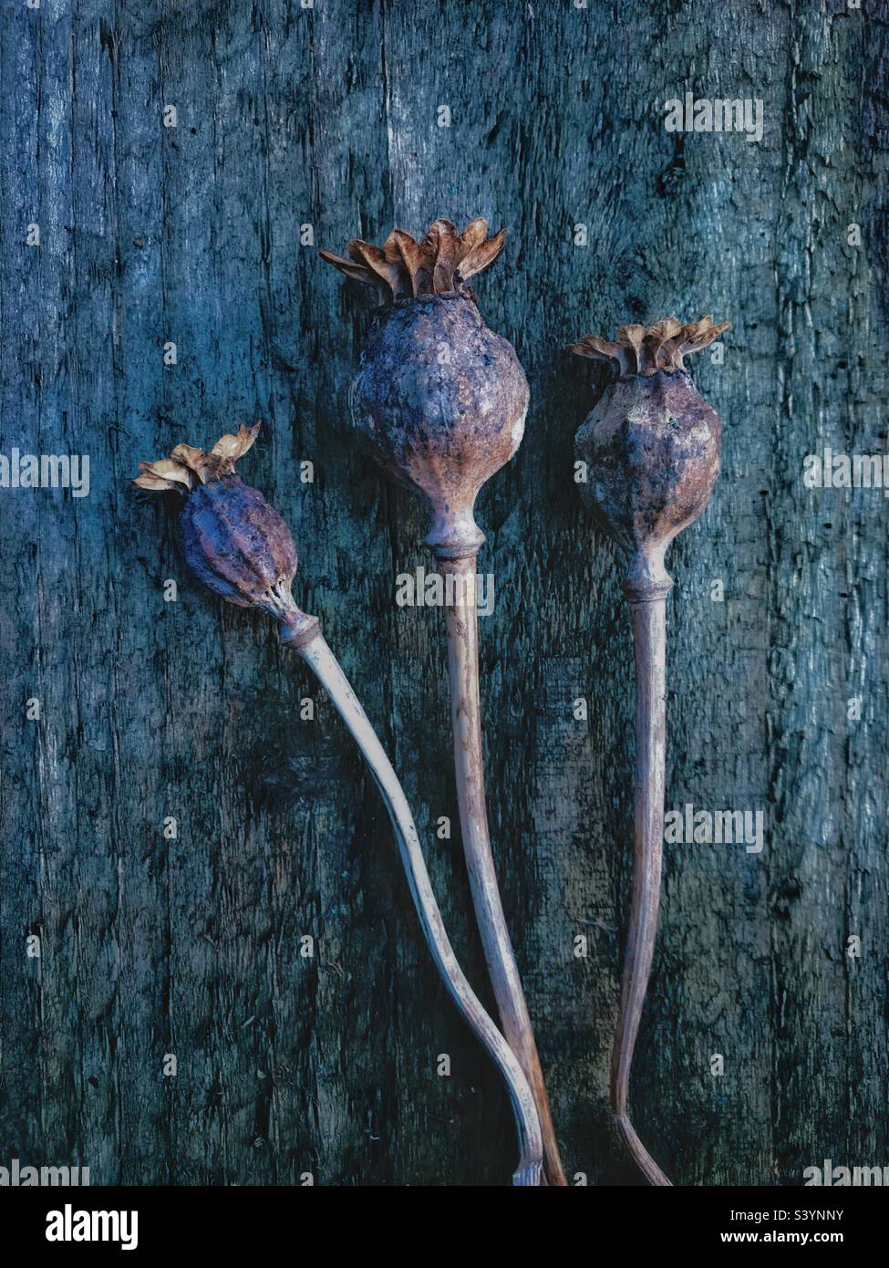 Dried seedheads hi-res stock photography and images - Alamy