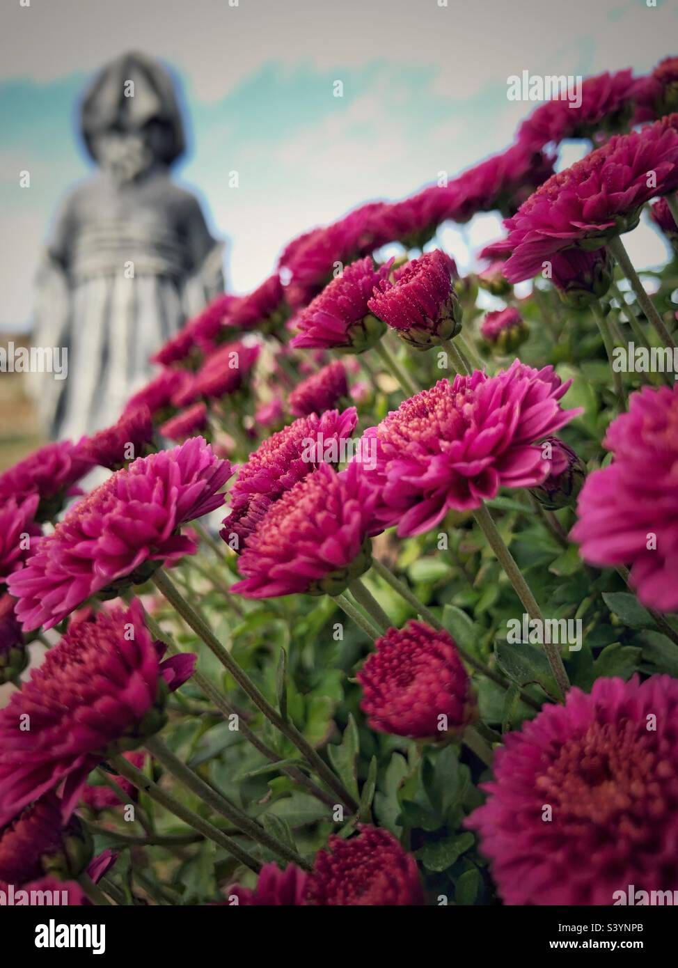 Fall mums in the foreground, little girl garden statue in the ...