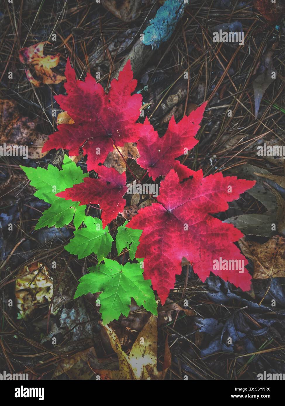 Red and green Acer rubrum leaves in October, North Carolina Stock Photo ...