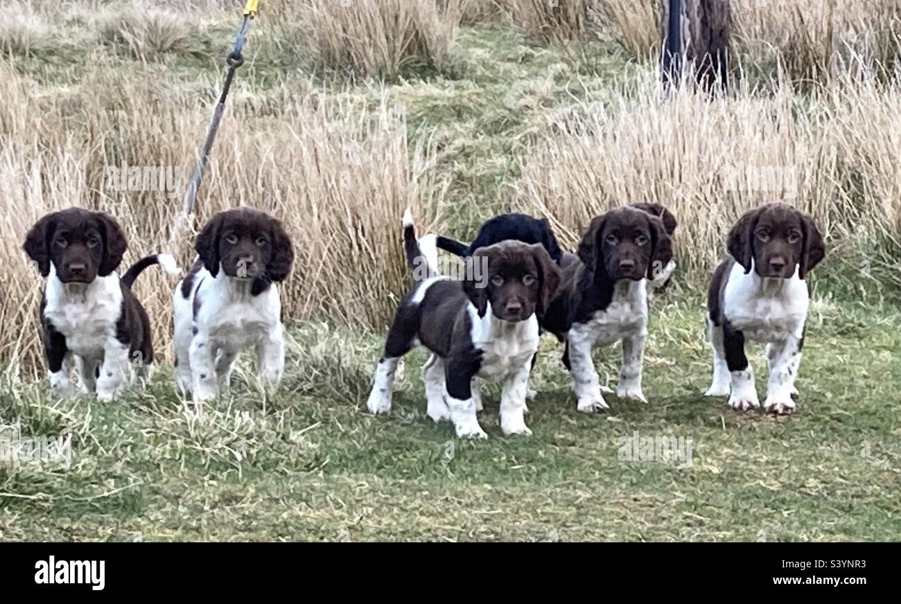 English Springer Spaniel Pups. 2022 Stock Photo - Alamy