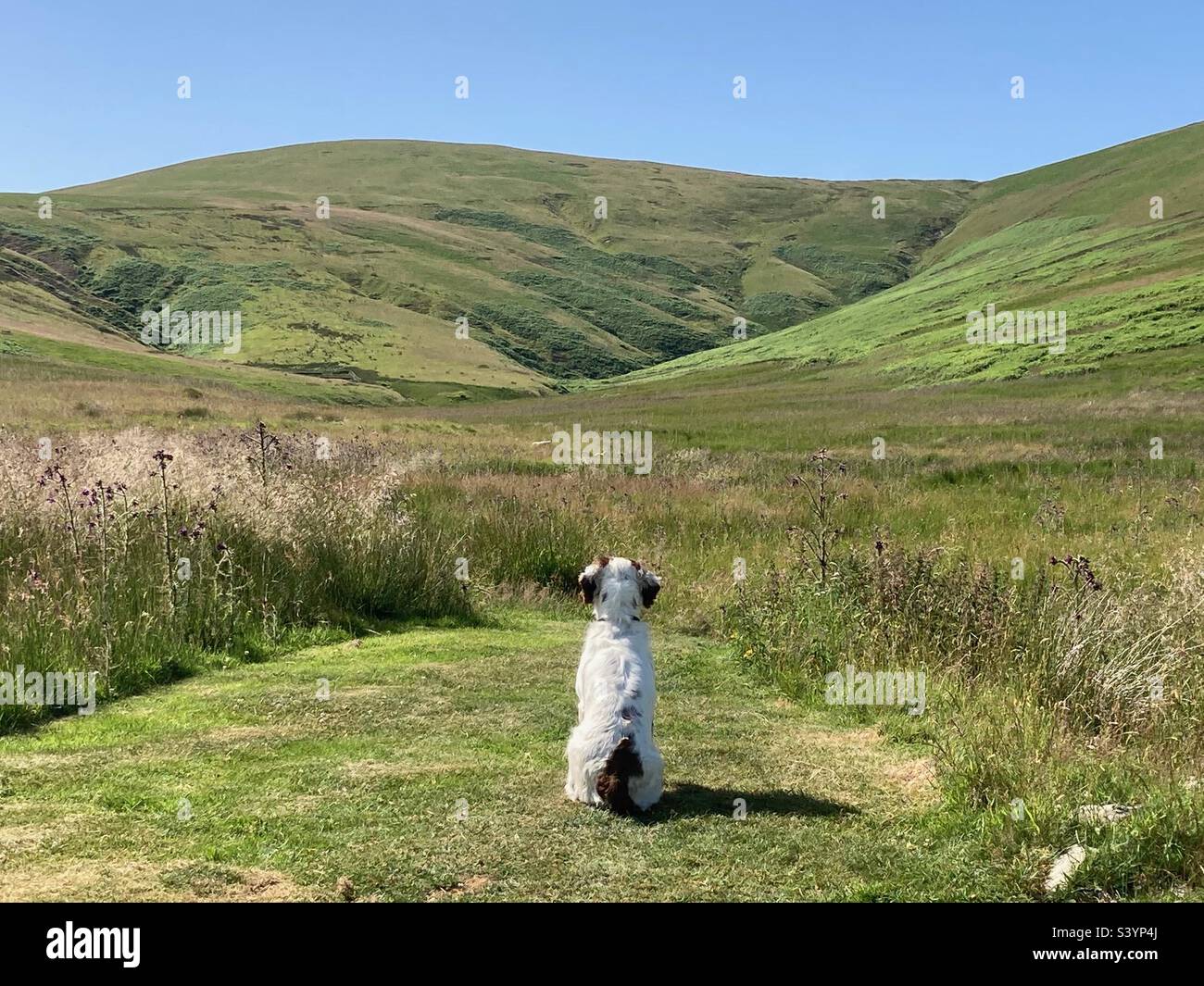 English Springer Spaniel. Looking over her kingdom Stock Photo - Alamy