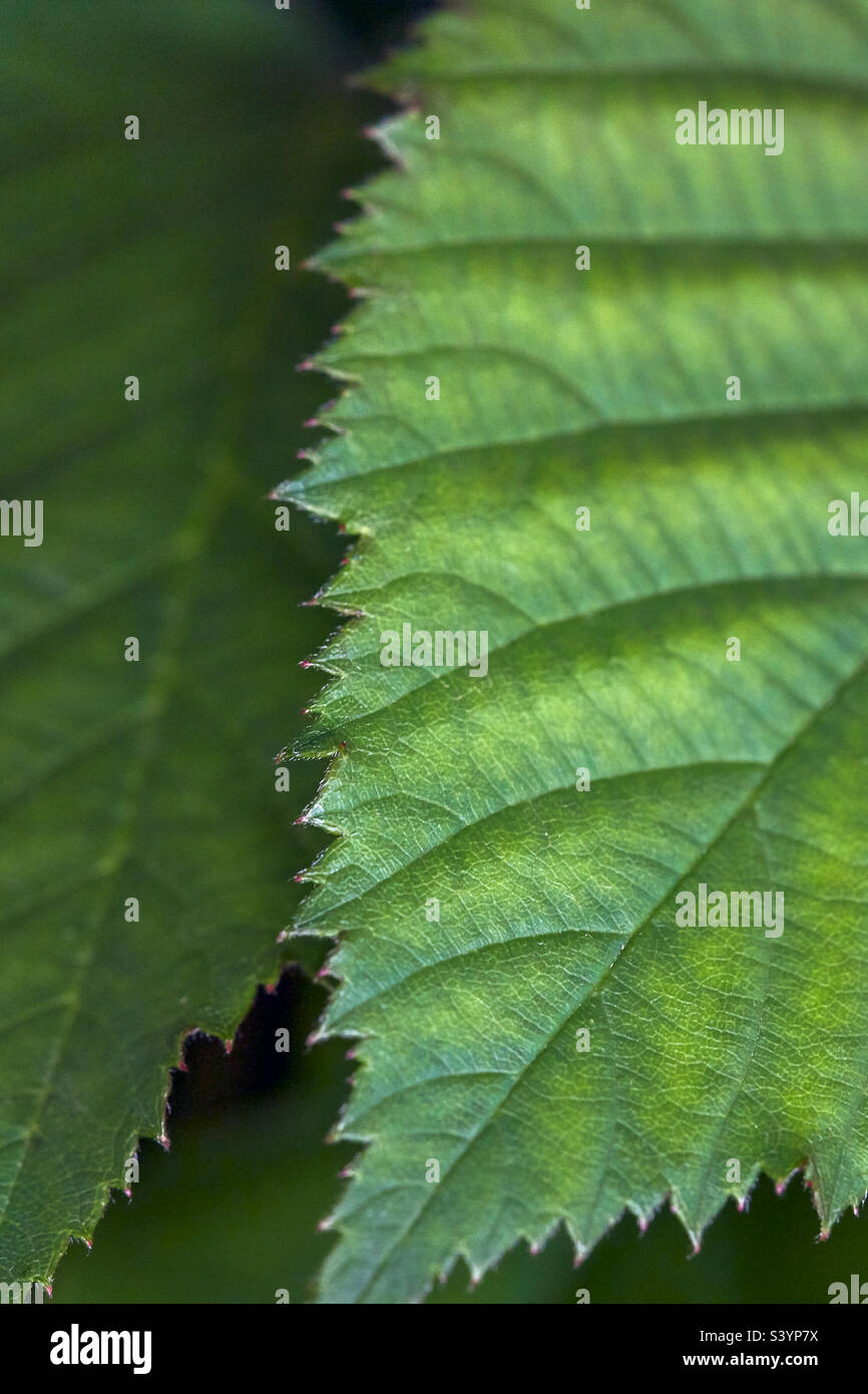 The green leaf of a blackberry plant in detail, picture upright, you ...