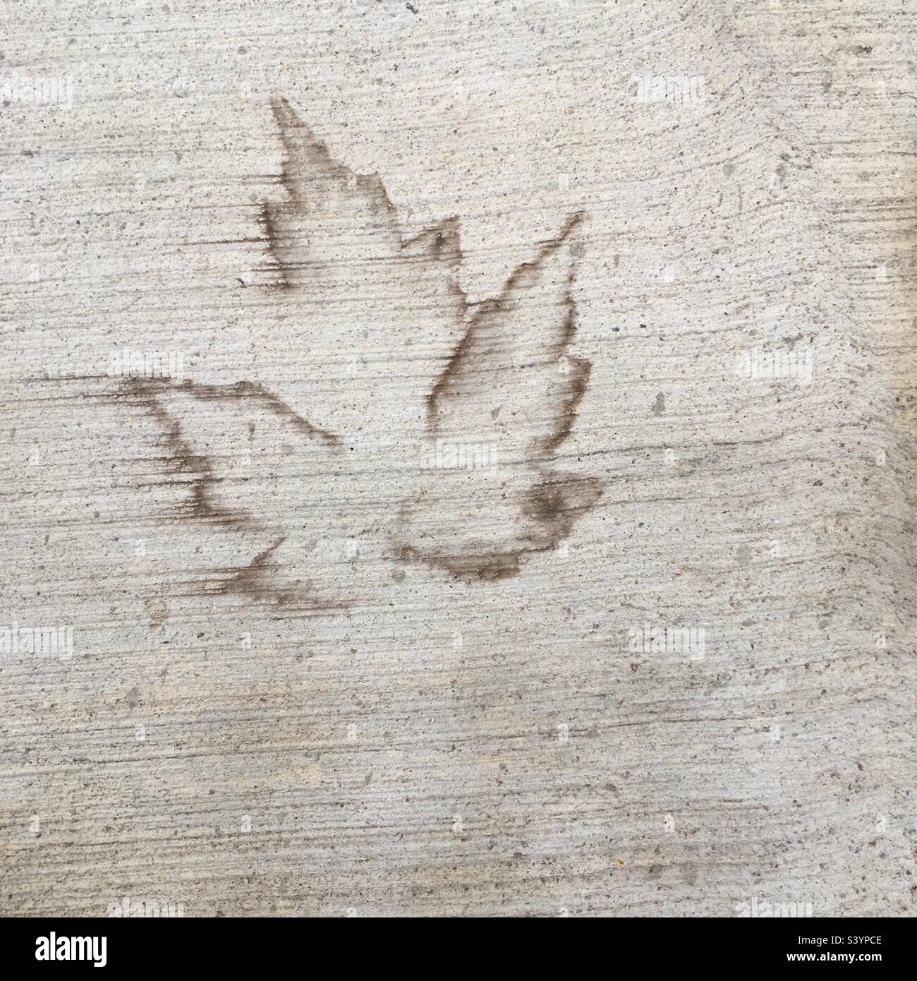 Shadow of maple leaf on sidewalk Stock Photo - Alamy