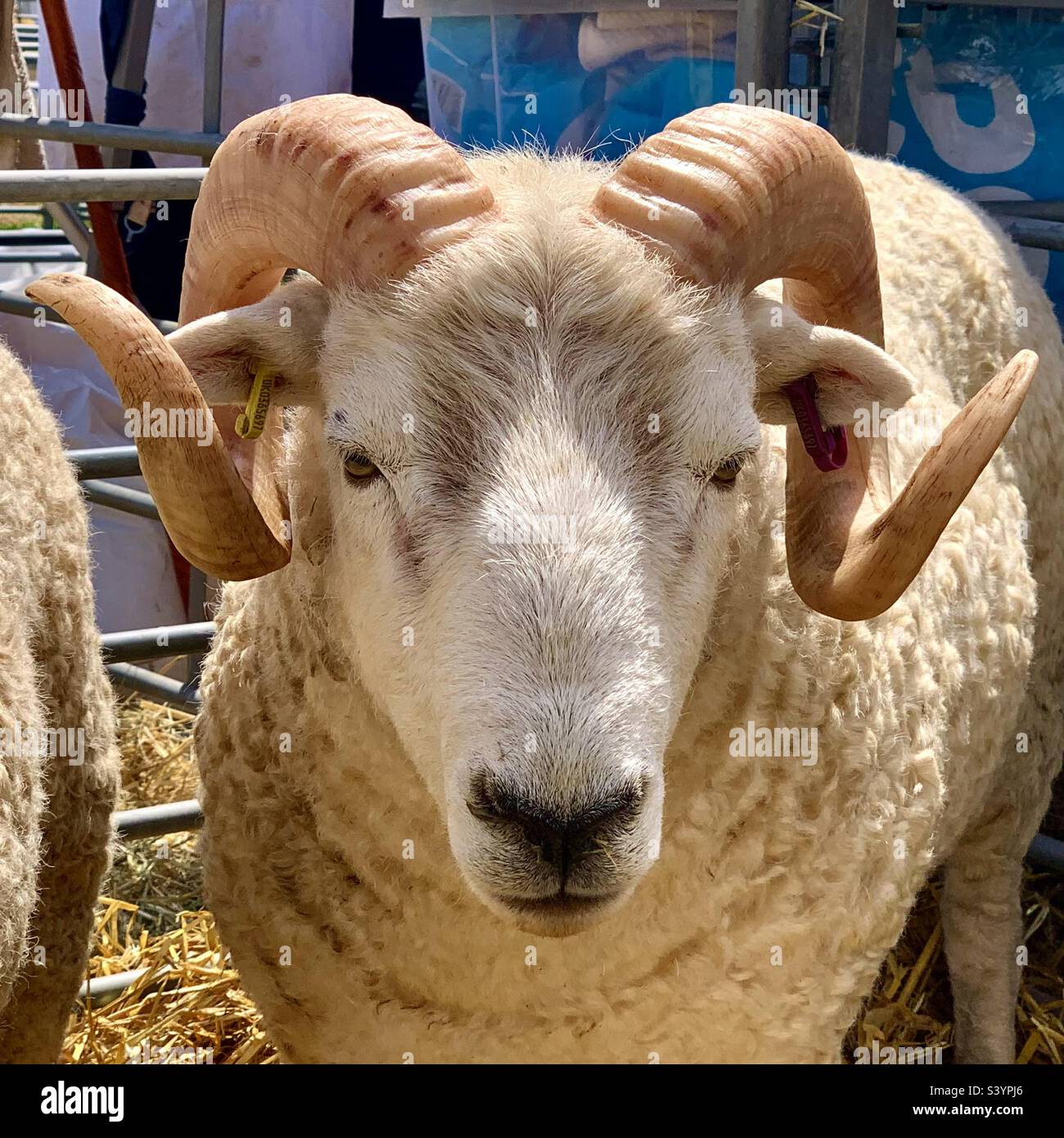 Ram horns hi-res stock photography and images - Alamy