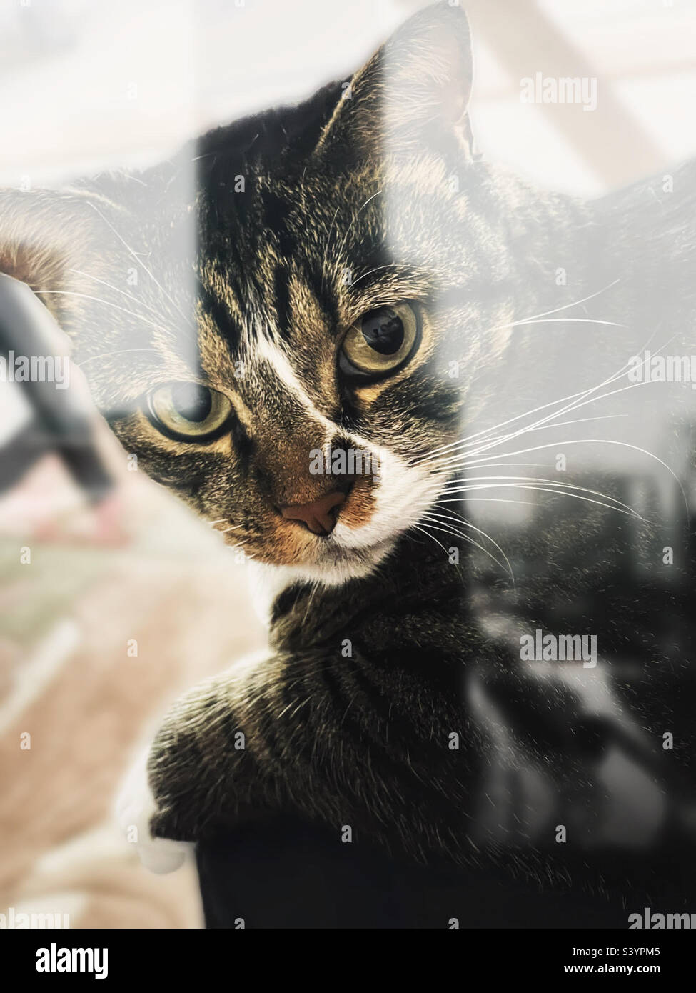 Domestic female cat behind a glass window Stock Photo - Alamy