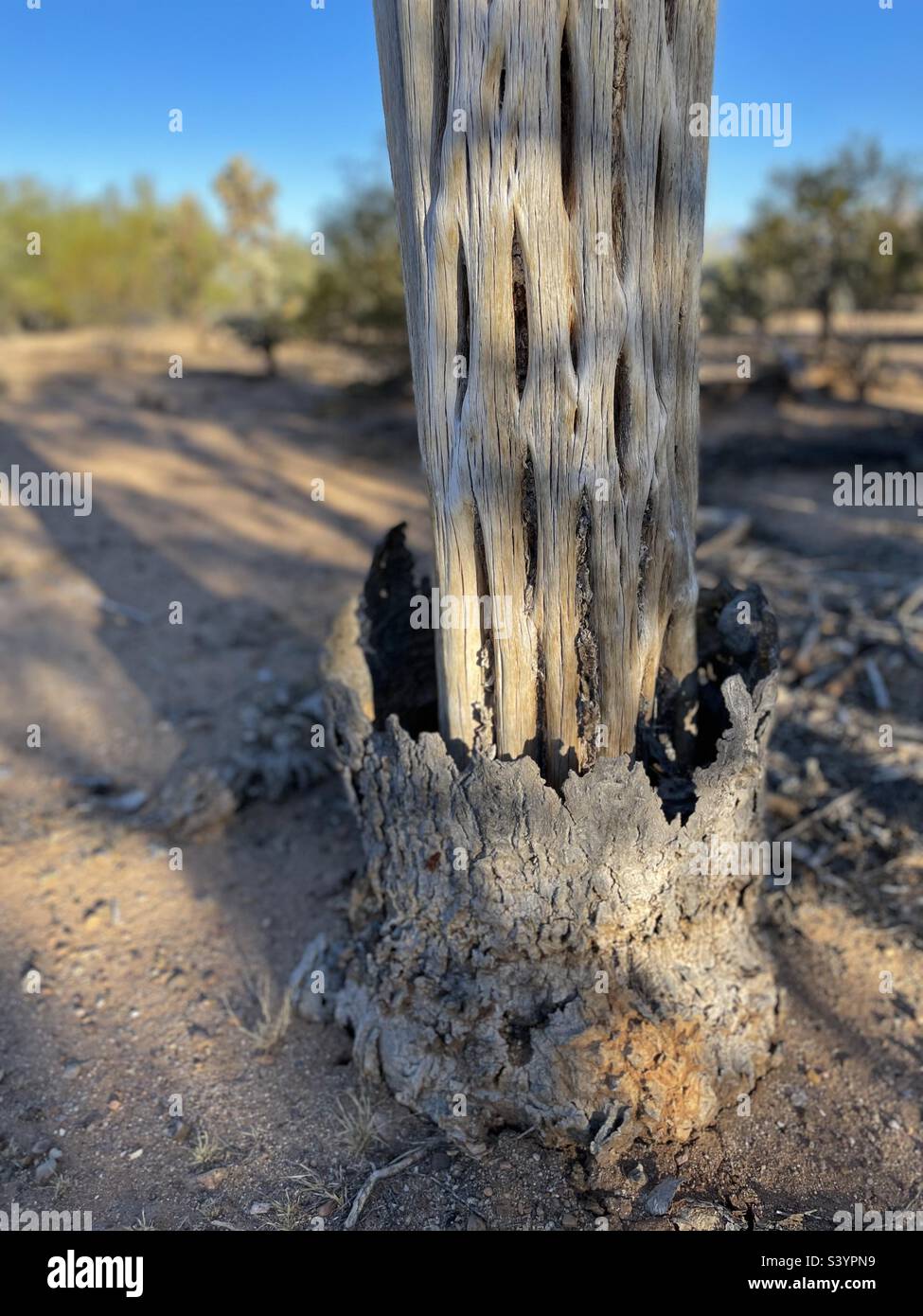 Cool skeleton hi-res stock photography and images - Alamy