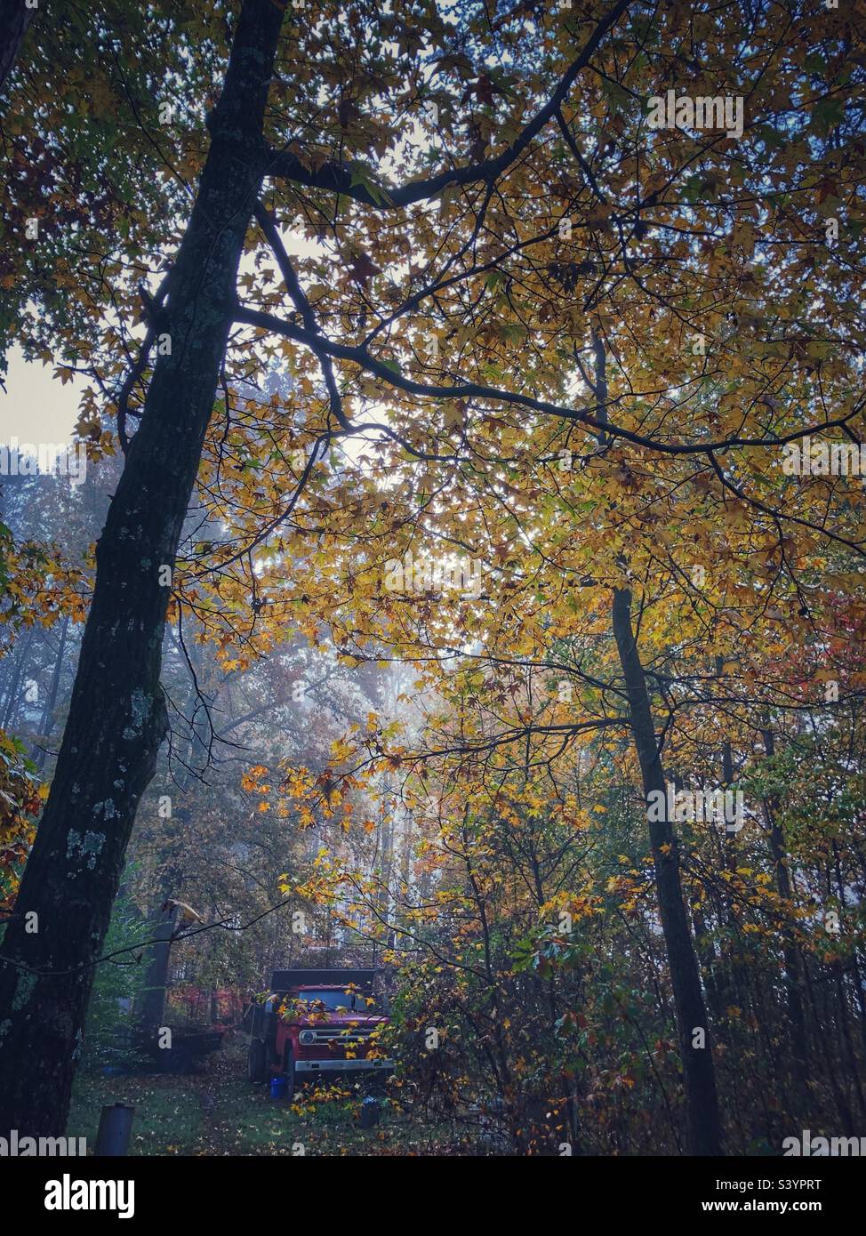 Fall leaves and vintage dump truck- looking skyward Stock Photo - Alamy