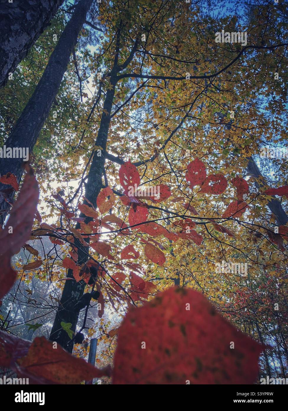 Skyfall, fall colors in the canopy Stock Photo - Alamy