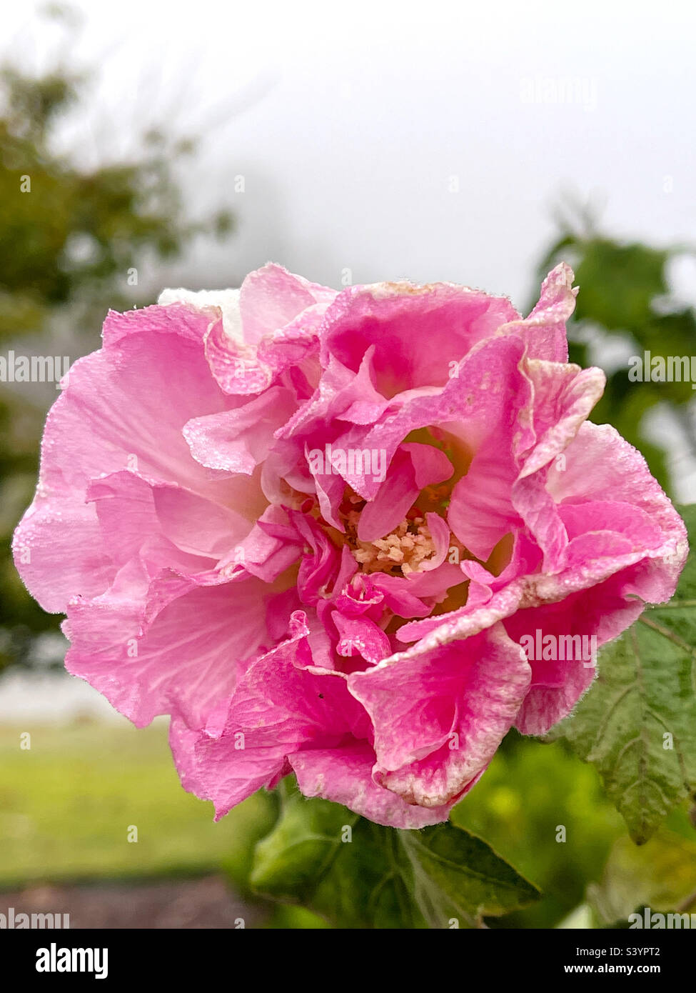 Confederate rose hi-res stock photography and images - Alamy