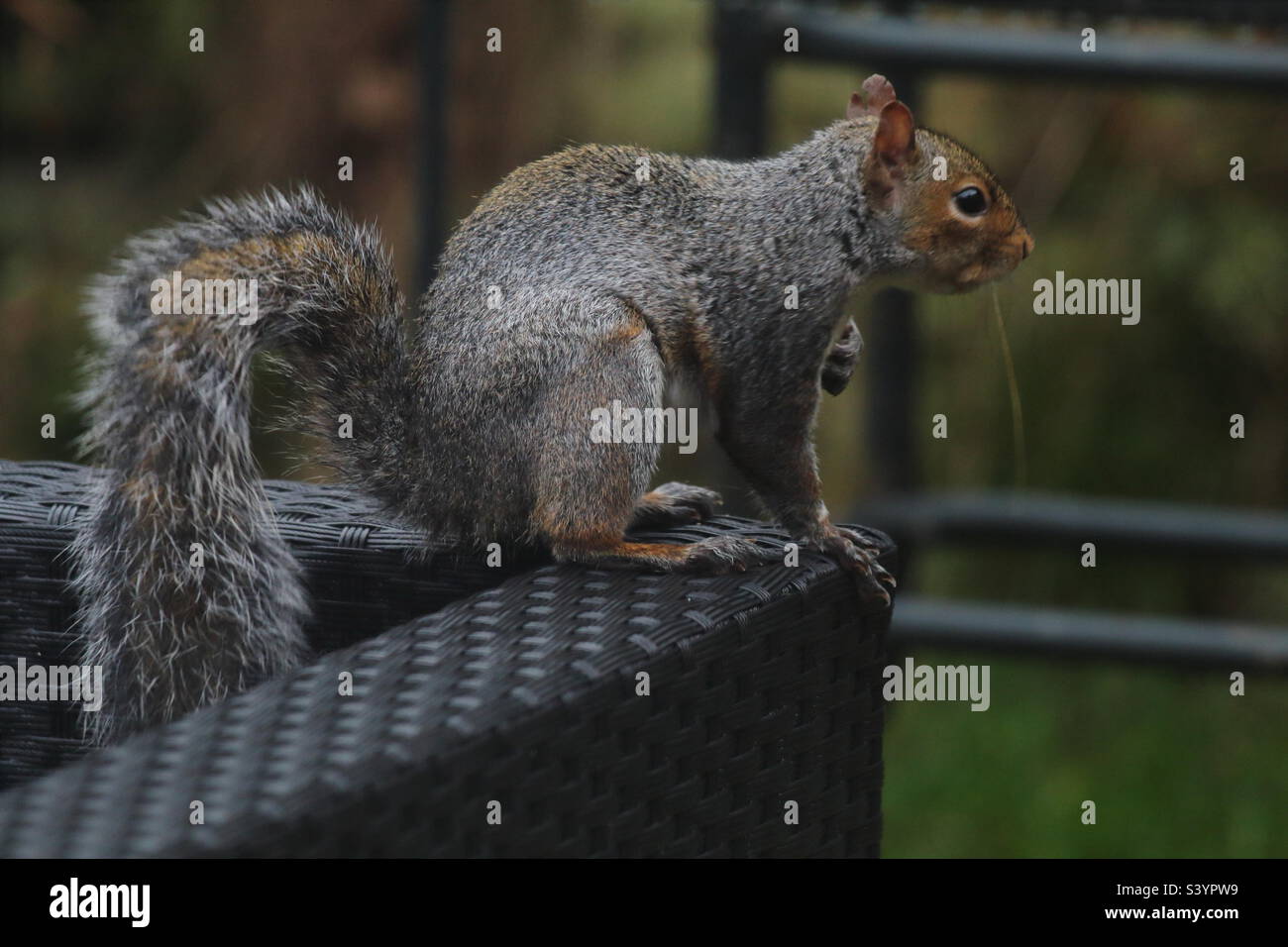 A beautiful and cute grey squirrel. These little animals are famous for their bushy tails and ...