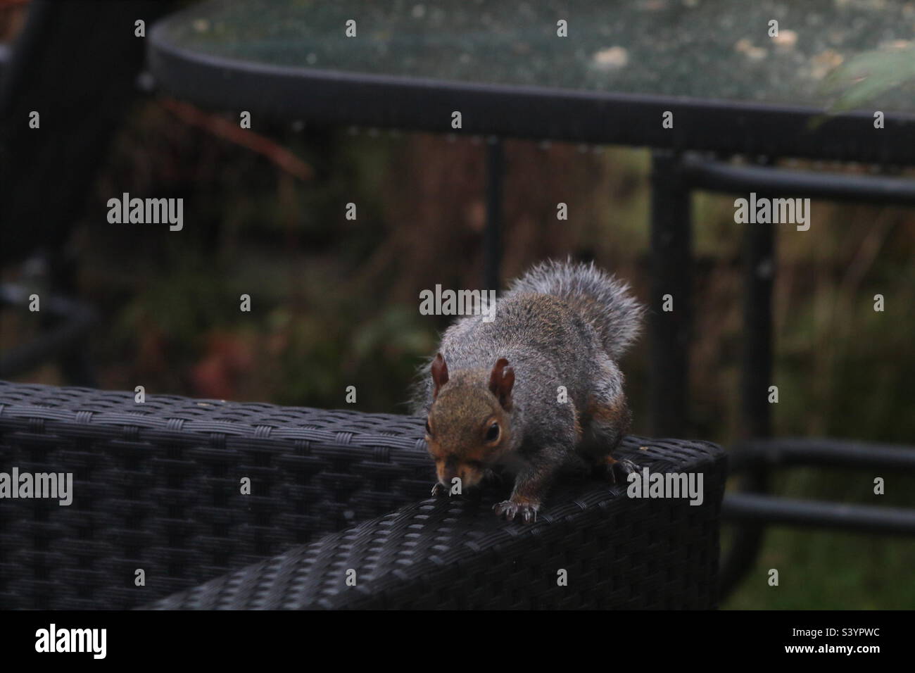 A beautiful and cute grey squirrel. These little animals are famous for ...