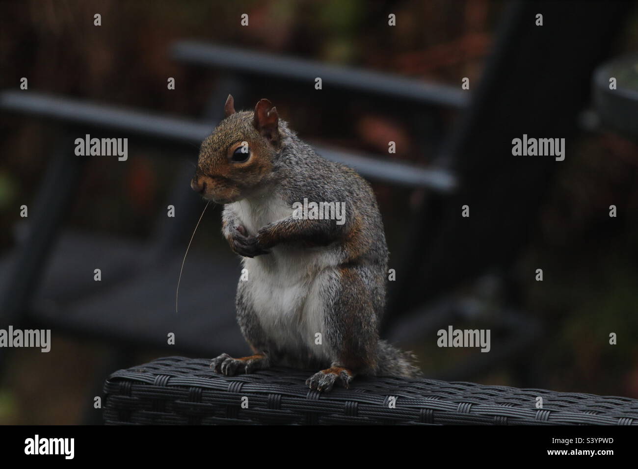 A beautiful and cute grey squirrel. These little animals are famous for ...