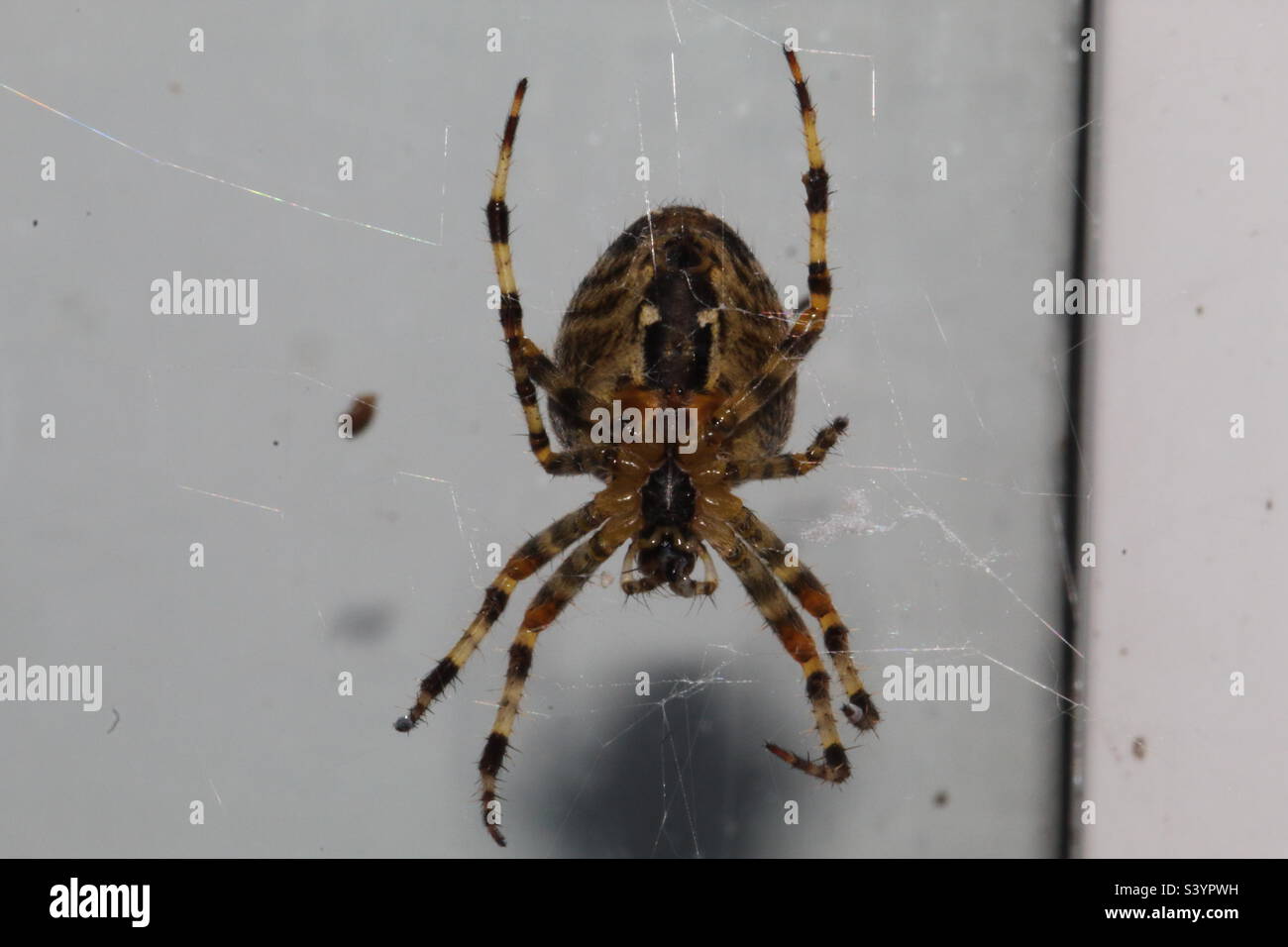 Closeup spider hi-res stock photography and images - Alamy