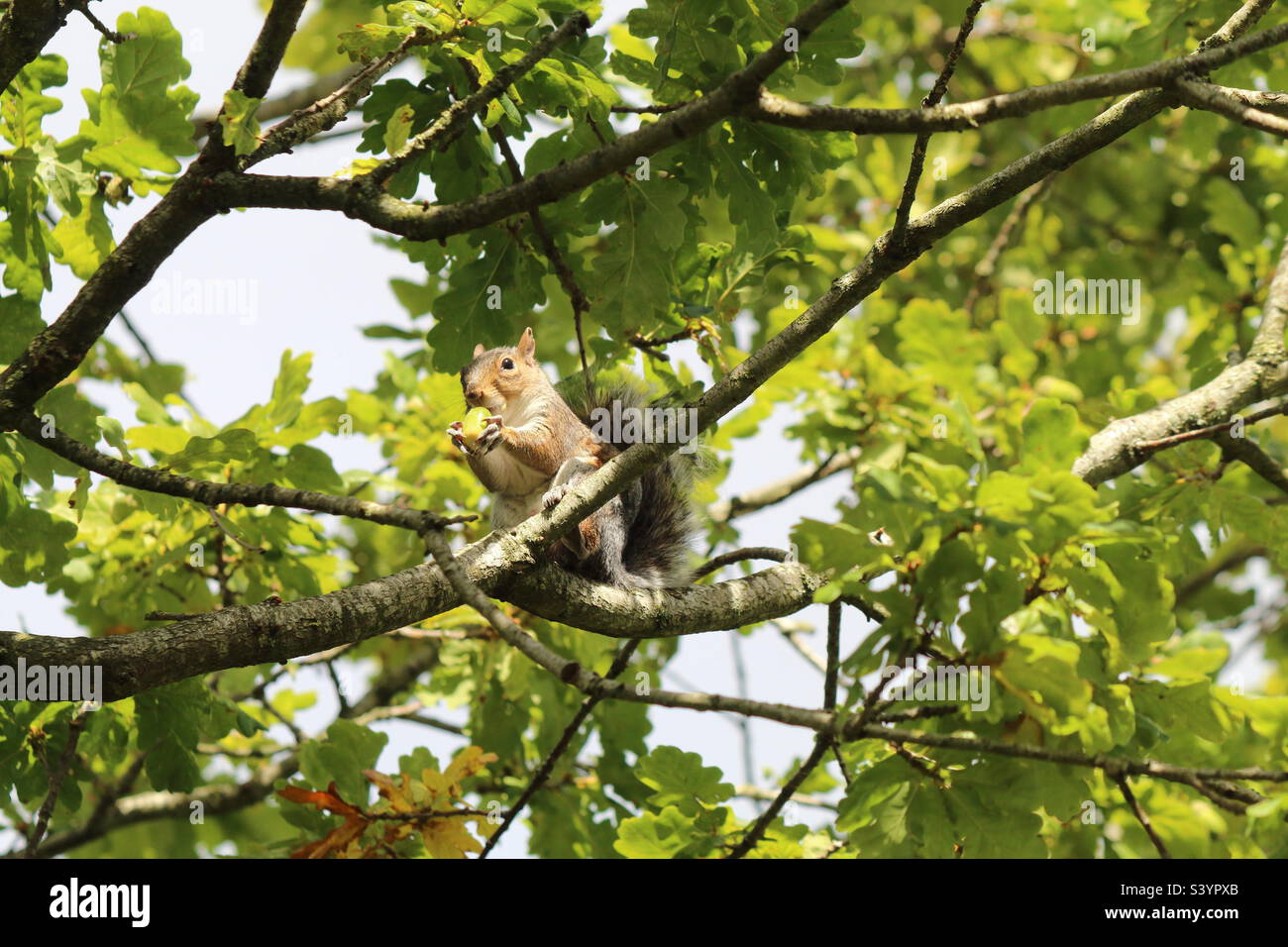 A beautiful and cute grey squirrel. These little animals are famous for ...